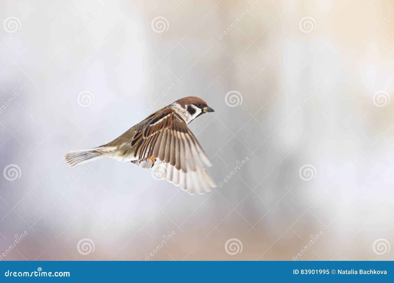 Sparrow Flies Forward with Its Wings Outstretched Stock Image - Image ...