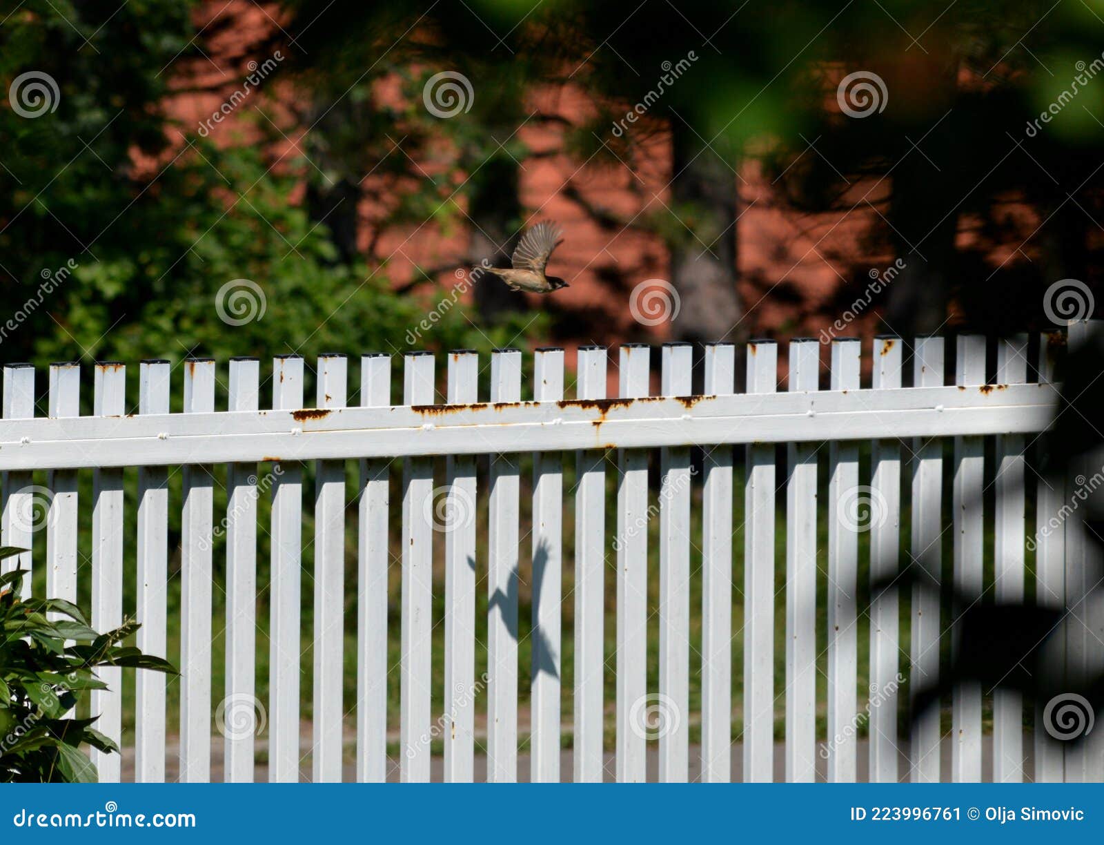 Sparrow in Flight and Its Shadow Stock Image - Image of bird, shadow ...