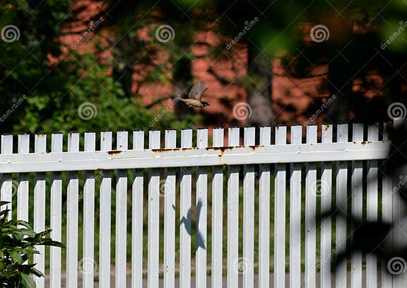 Sparrow in Flight and Its Shadow Stock Image - Image of bird, shadow ...