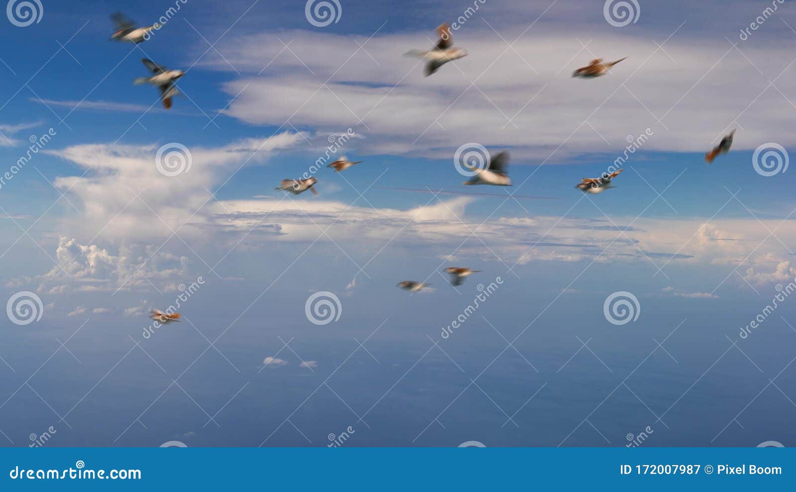 Sparrow Flock Fly Around Loop 3D Rendering Animation Stock Video ...