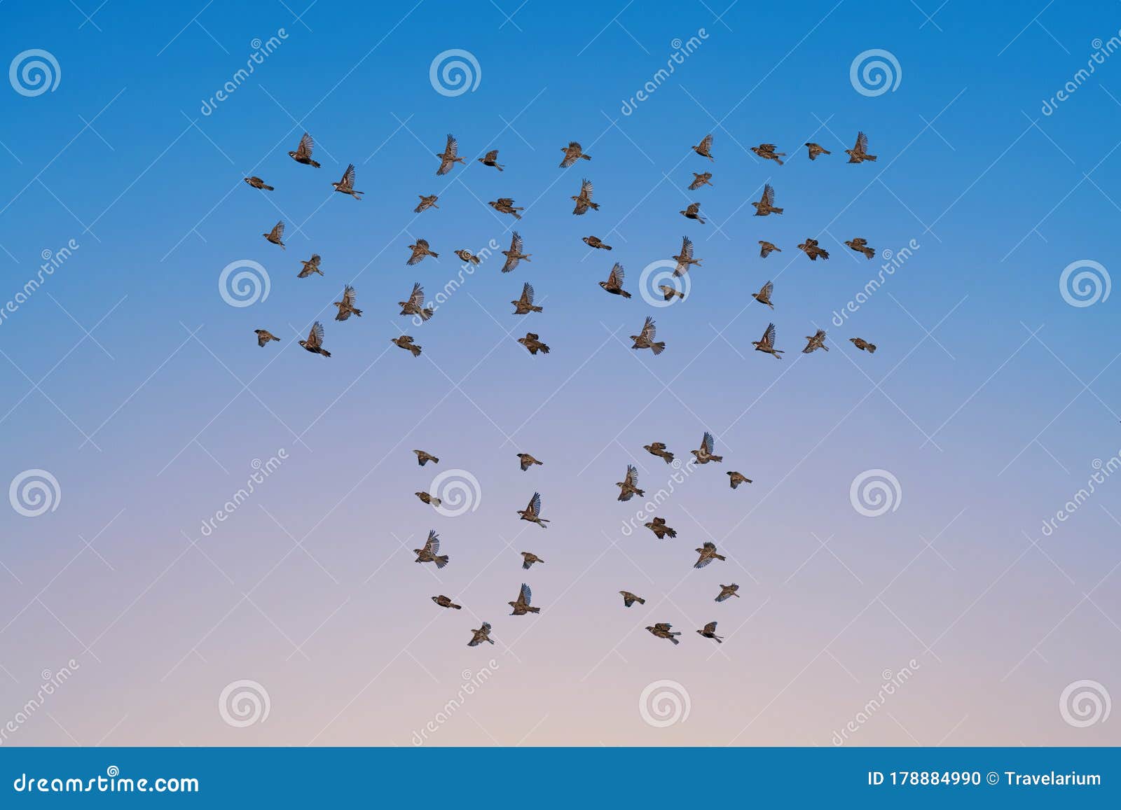 Sparrow Flock Rapid Flight. Old World Sparrows Or Small Passerine Birds ...