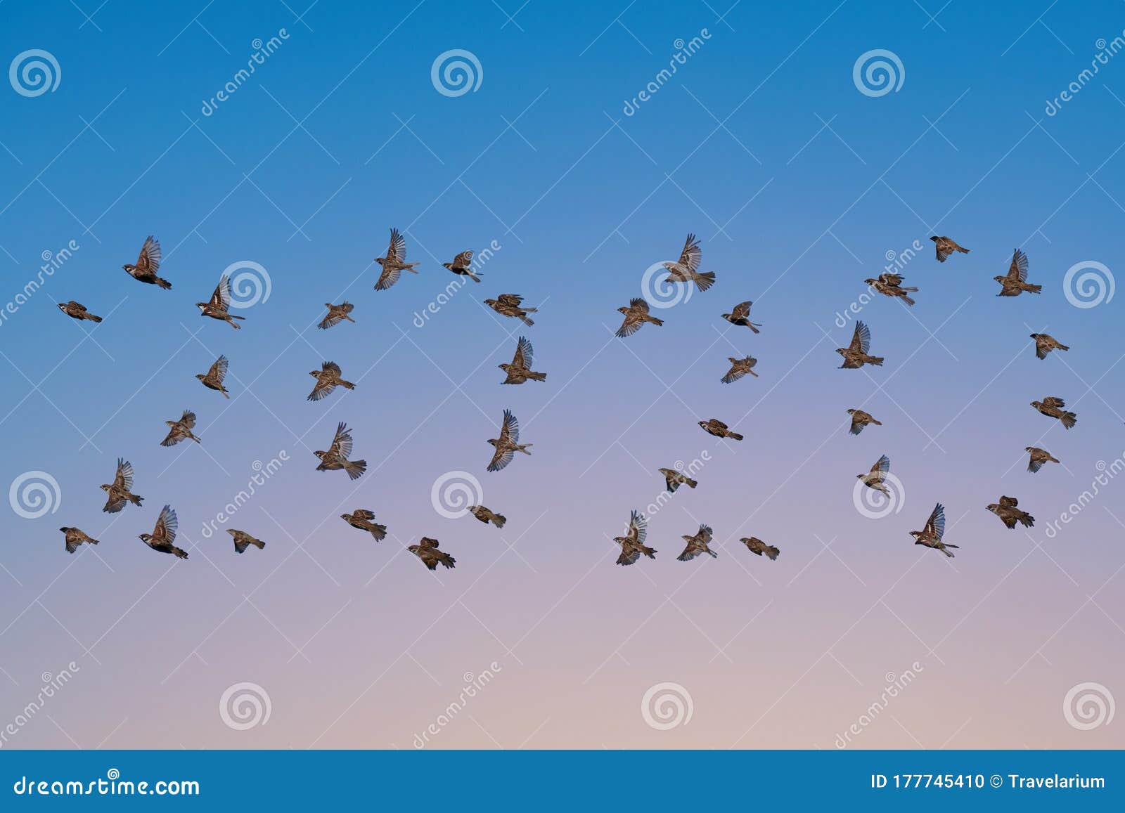 Sparrow Flock Flying in Sky Stock Photo - Image of influenza ...