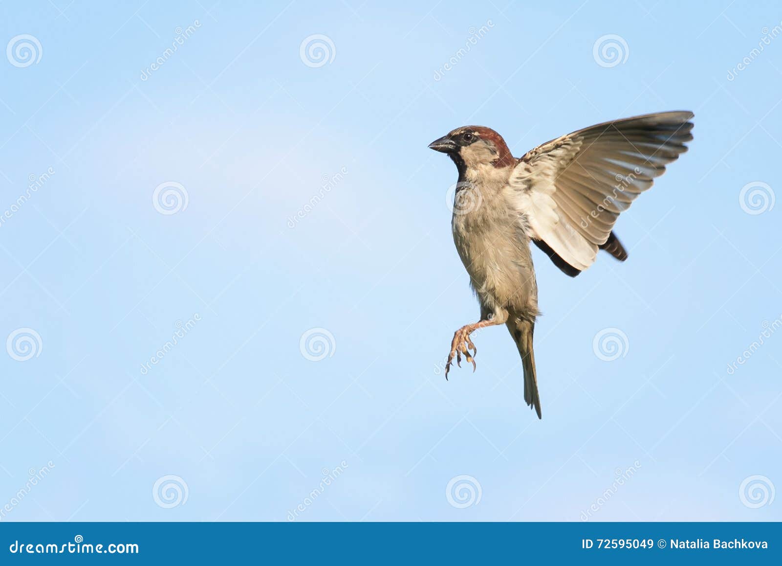 Sparrow Flying in the Air Along To Spread Its Wings Stock Image - Image ...