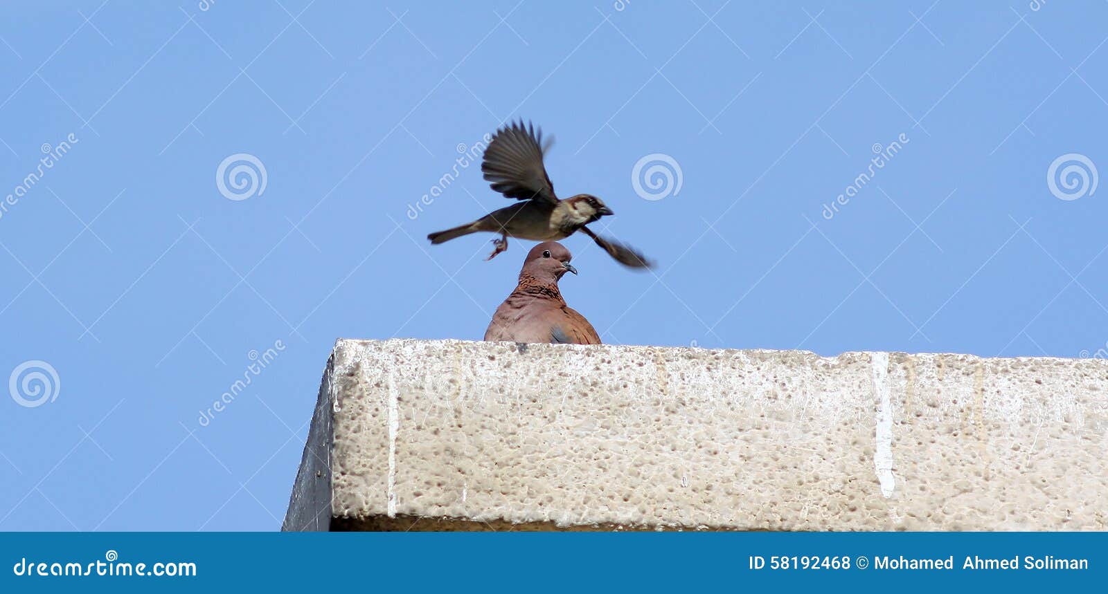 Sparrow stock photo. Image of wall, sparrow, sunlight - 58192468