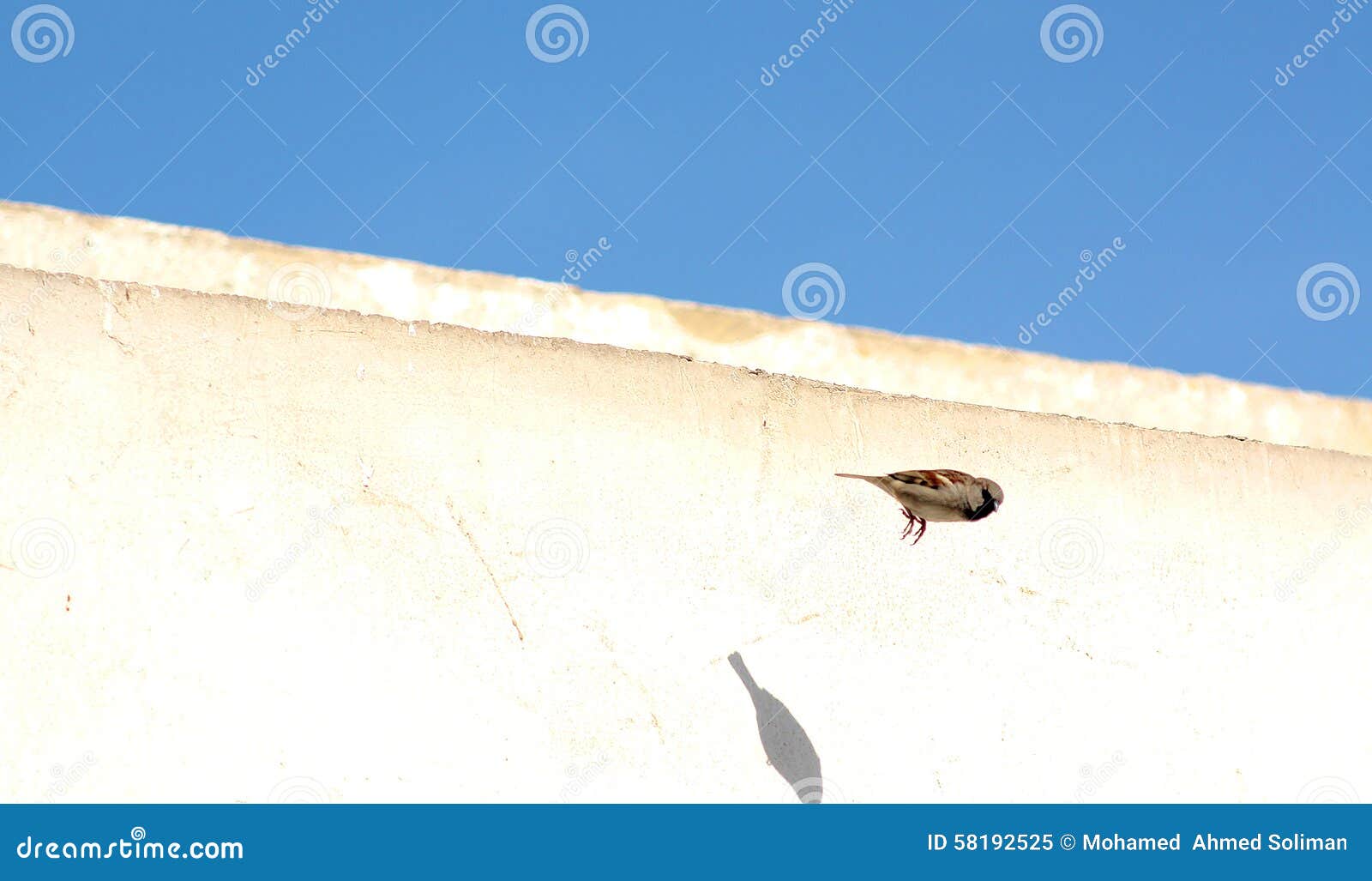 Sparrow stock image. Image of small, sparrows, white - 58192525