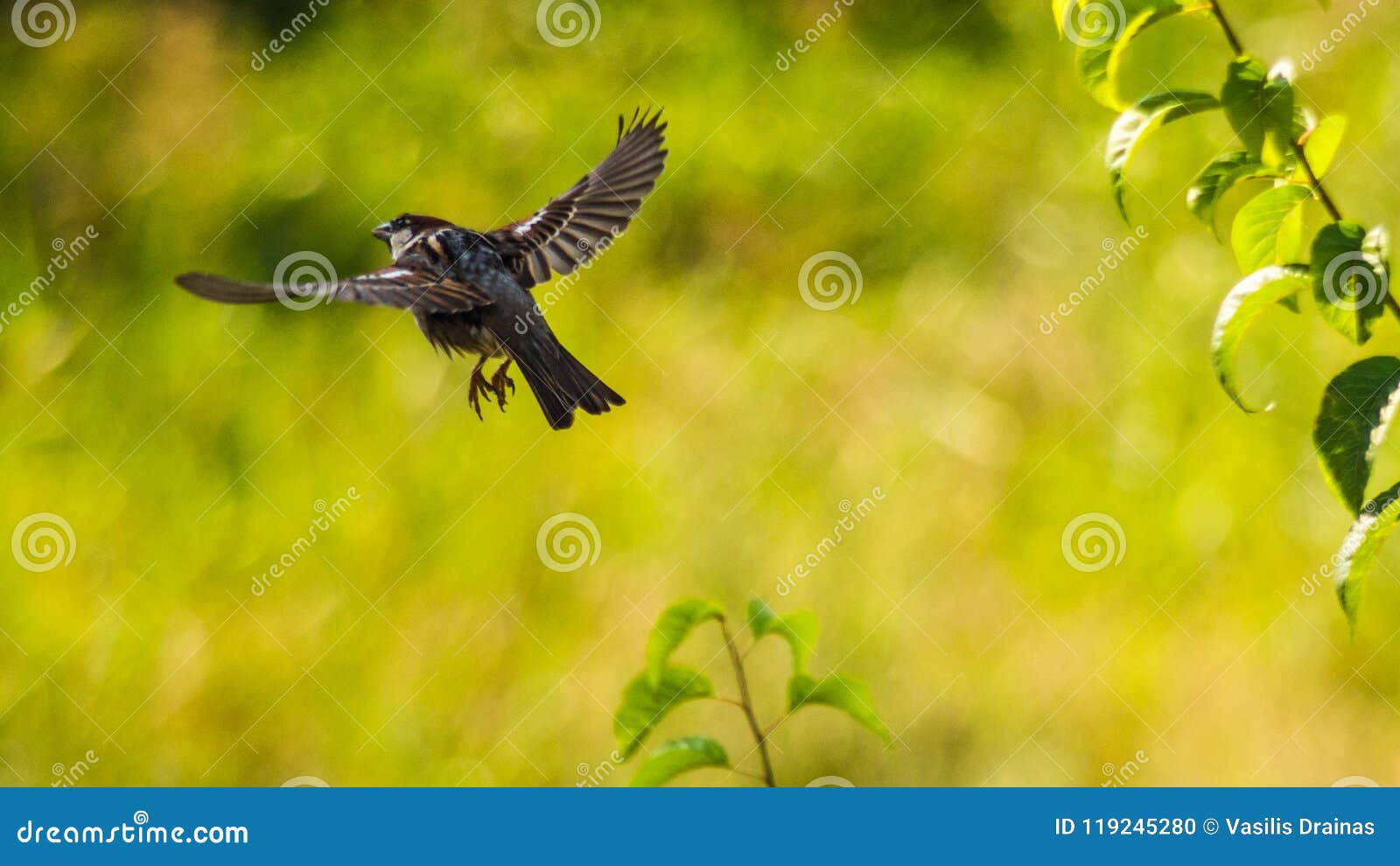 Sparrow Flying of a Tree Branch Stock Photo - Image of flying, feather ...