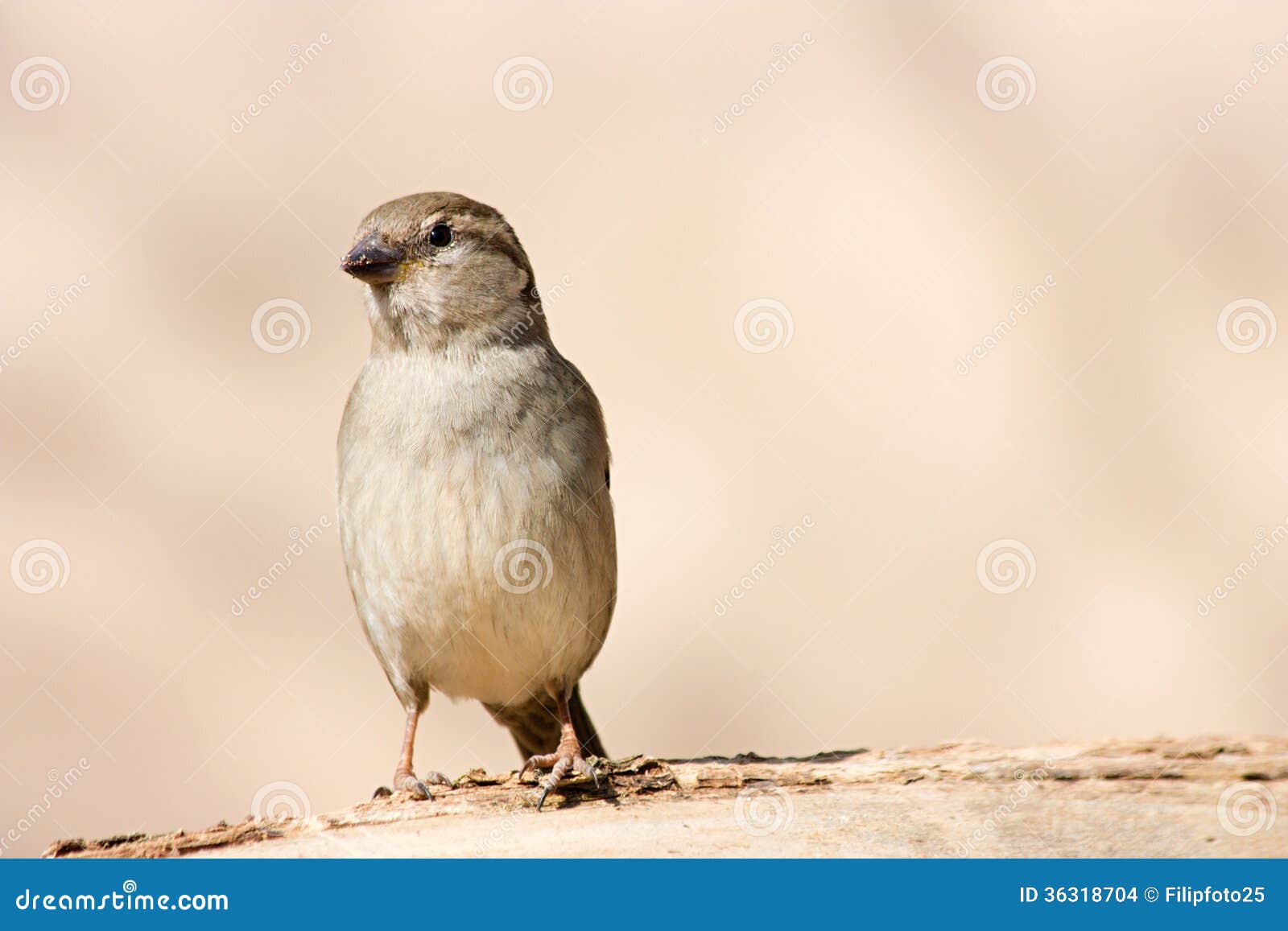 Sparrow stock photo. Image of sparrow, brown, wildlife - 36318704
