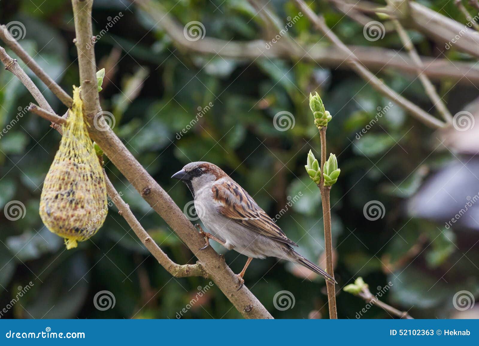 Sparrow stock image. Image of beak, house, plumage, side - 52102363