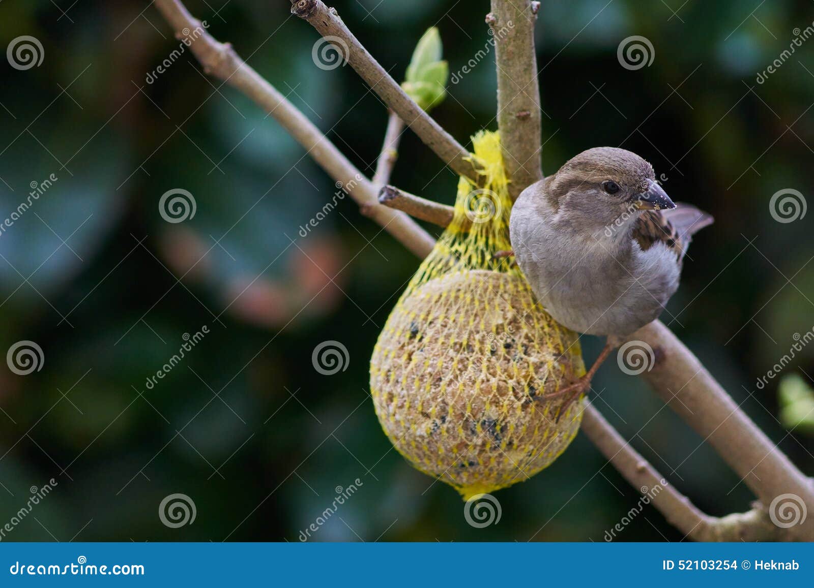 Sparrow stock photo. Image of foraging, passer, close - 52103254