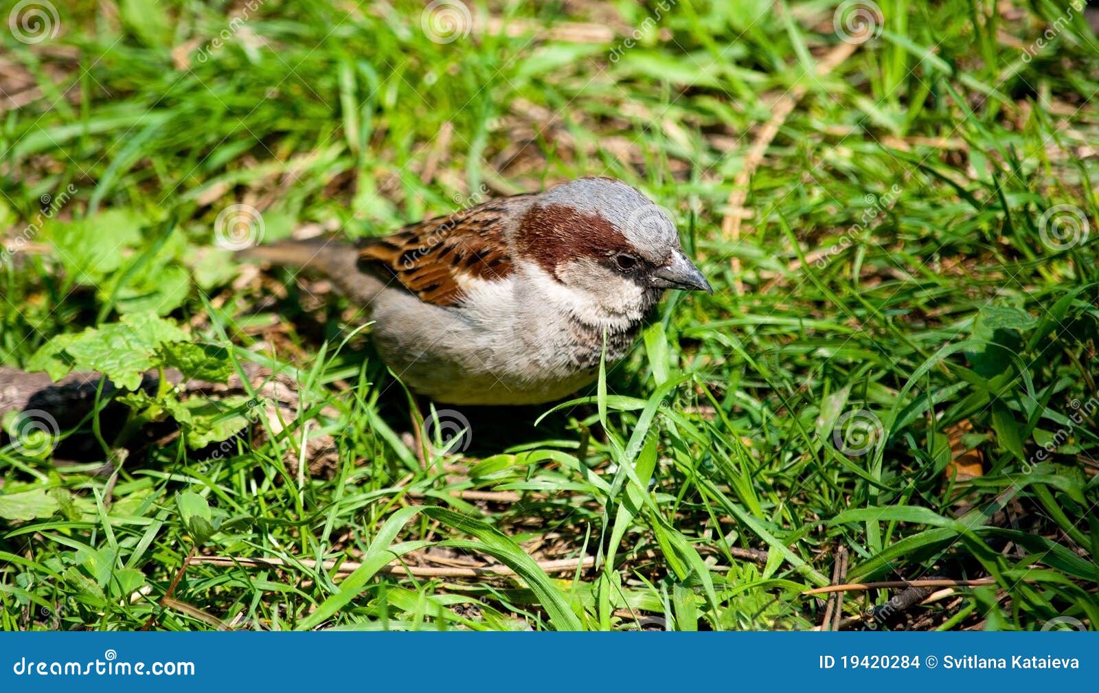 Sparrow in the grass stock photo. Image of brown, animal - 19420284