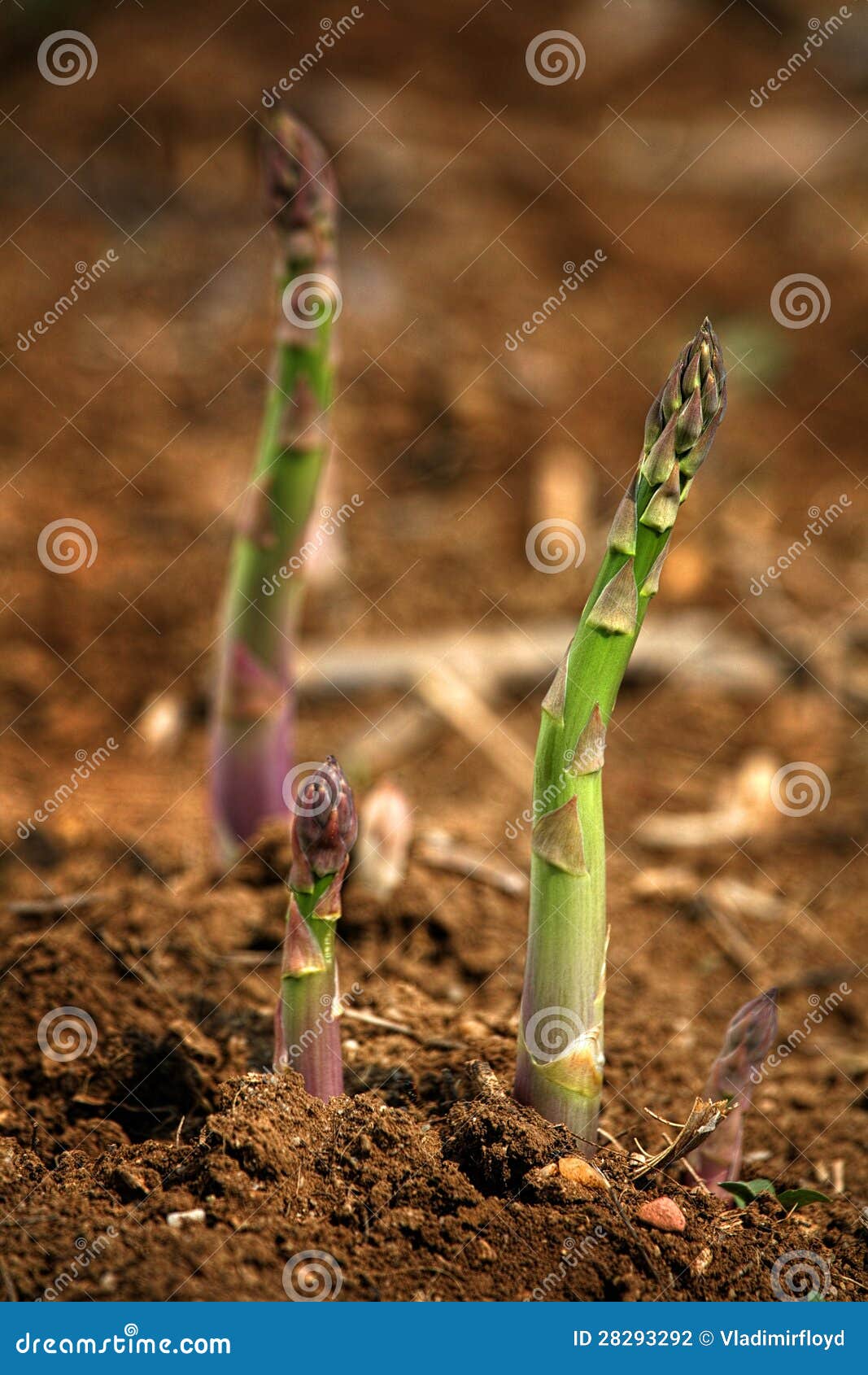 Sparrow grass stock photo. Image of crop, organic, macro - 28293292