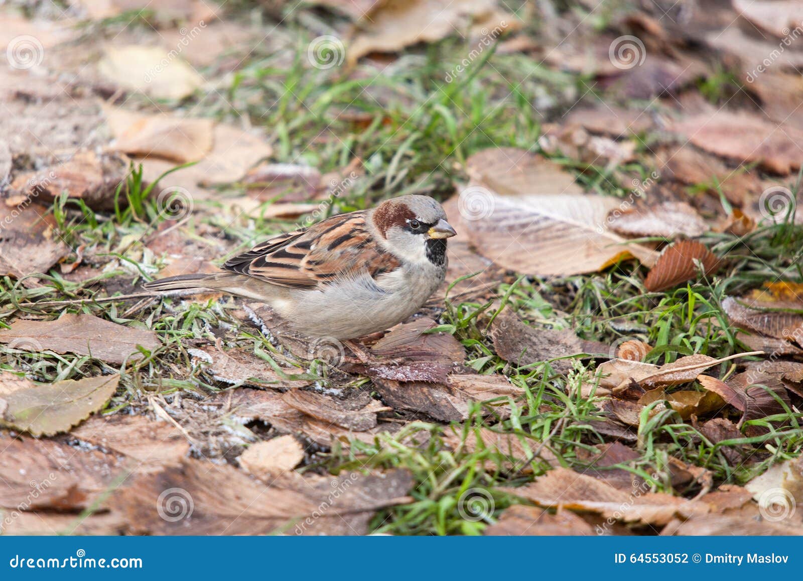 Sparrow on the grass stock photo. Image of feather, outdoors - 64553052