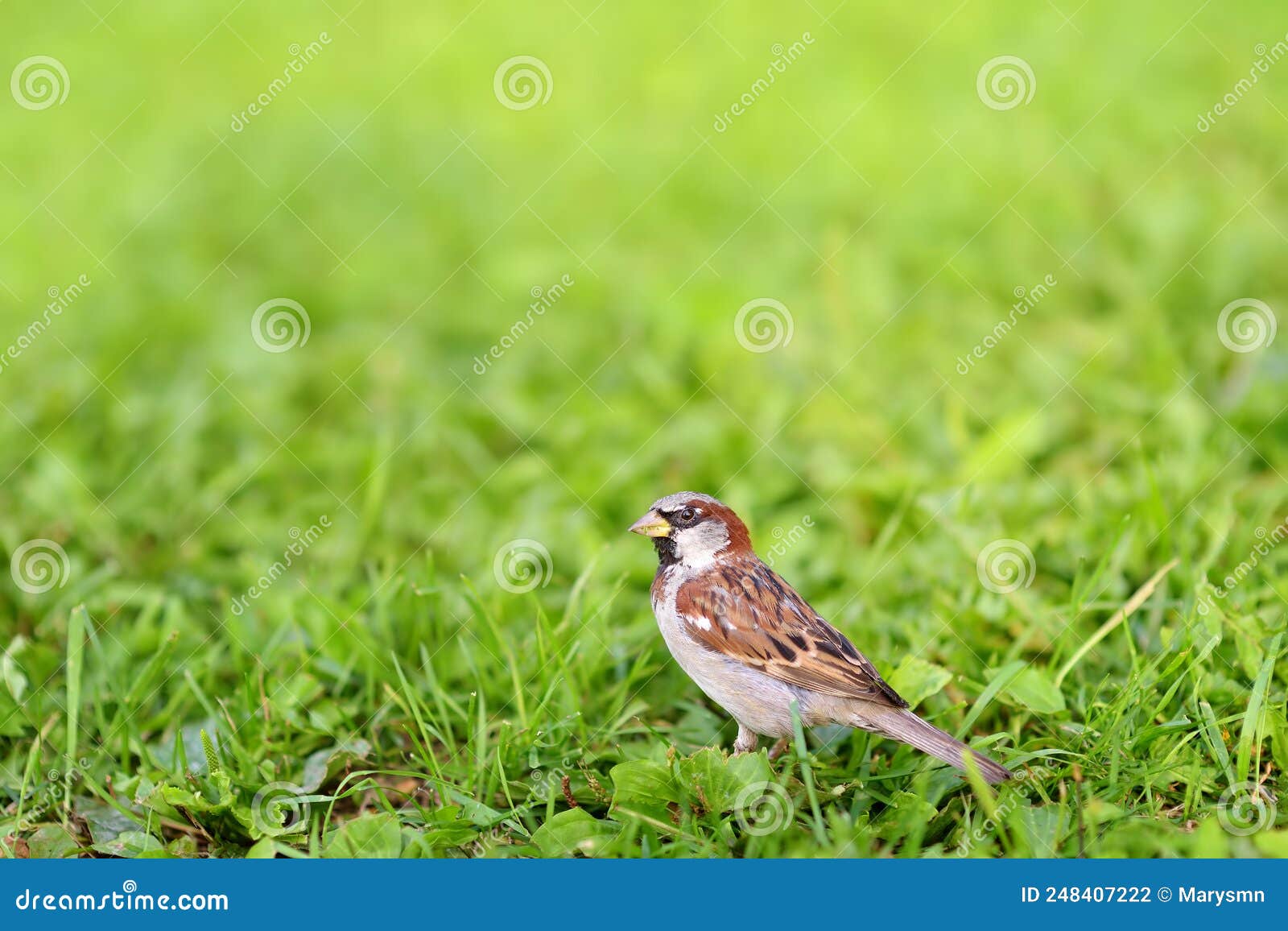 Sparrow on the Grass Meadow. Birds on Wildlife Stock Photo - Image of ...
