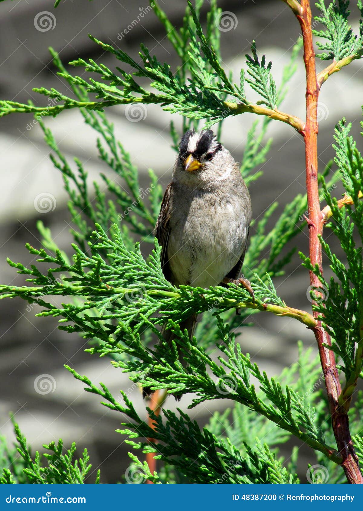 Sparrow stock photo. Image of small, nice, peached, beautiful - 48387200