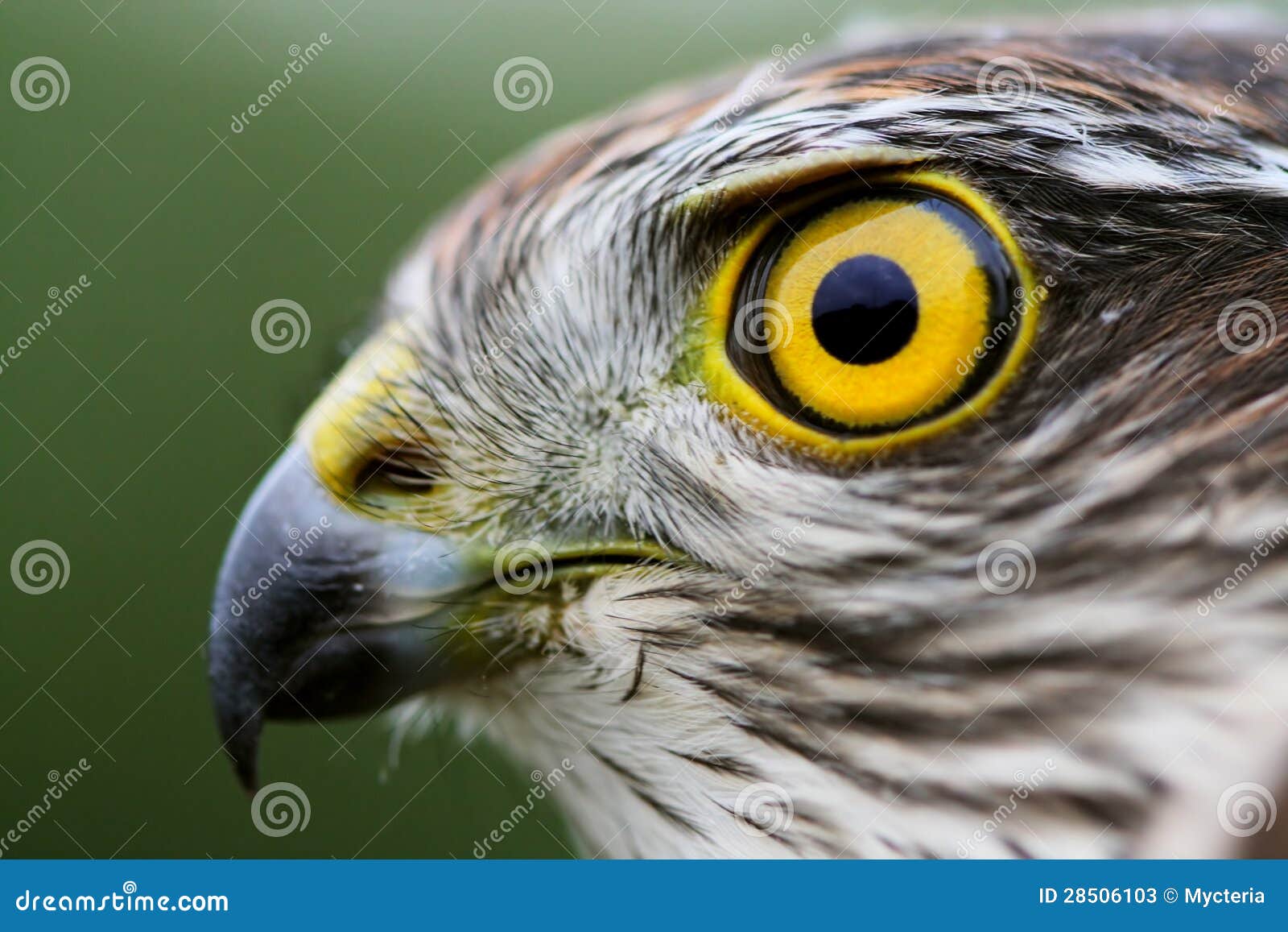 Sparrow-hawk stock image. Image of aggression, discovery - 28506103