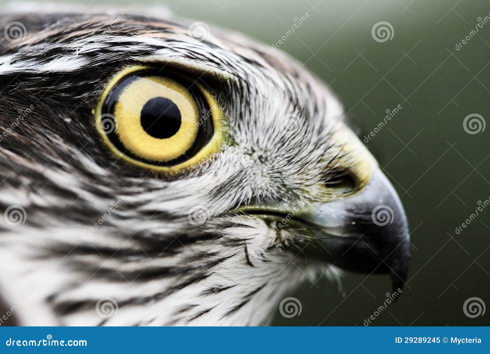 Sparrow-hawk stock image. Image of head, little, sparrowhawk - 29289245