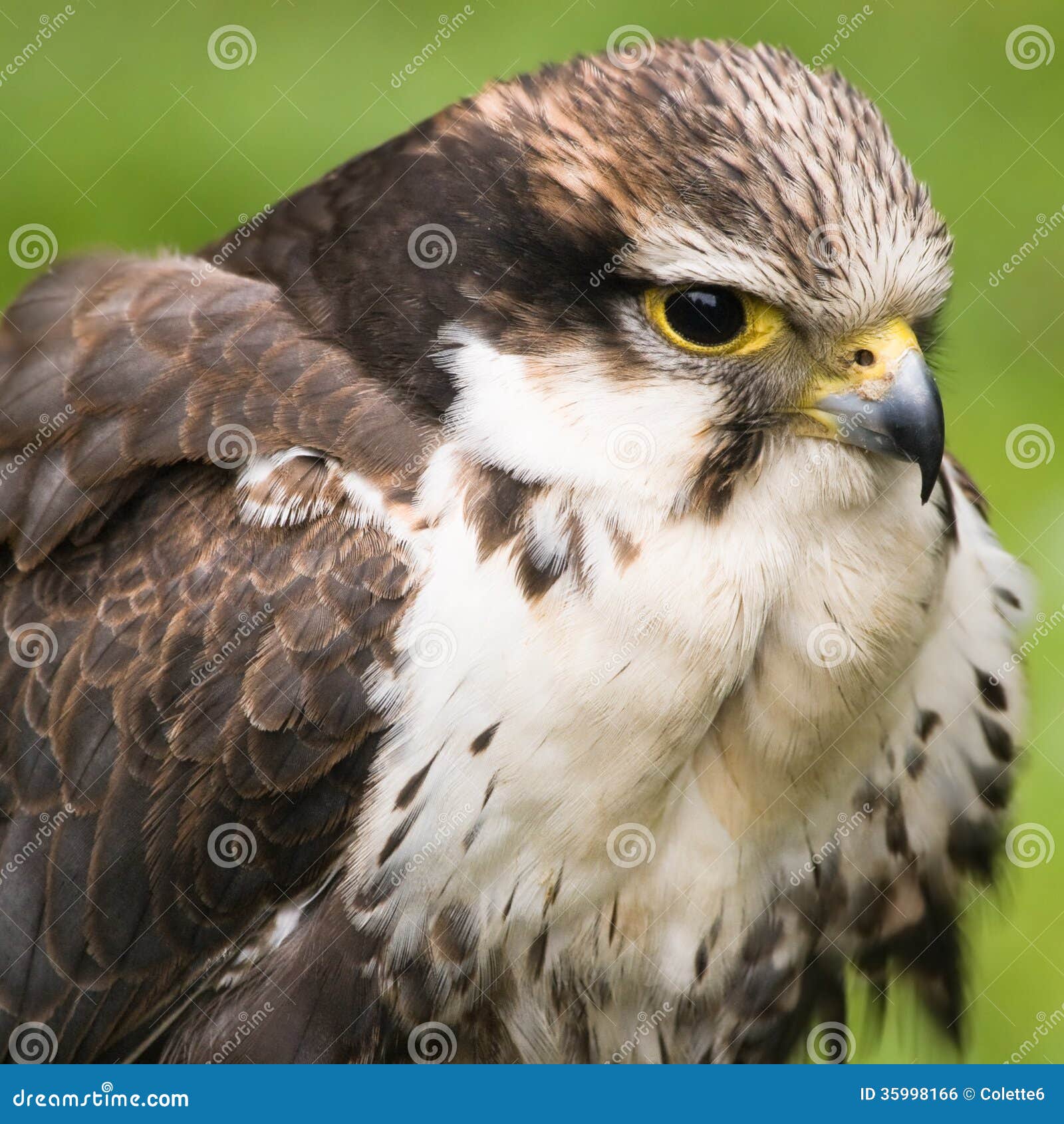 Sparrow Hawk or American Kestrel Stock Photo - Image of kestrel, birds ...