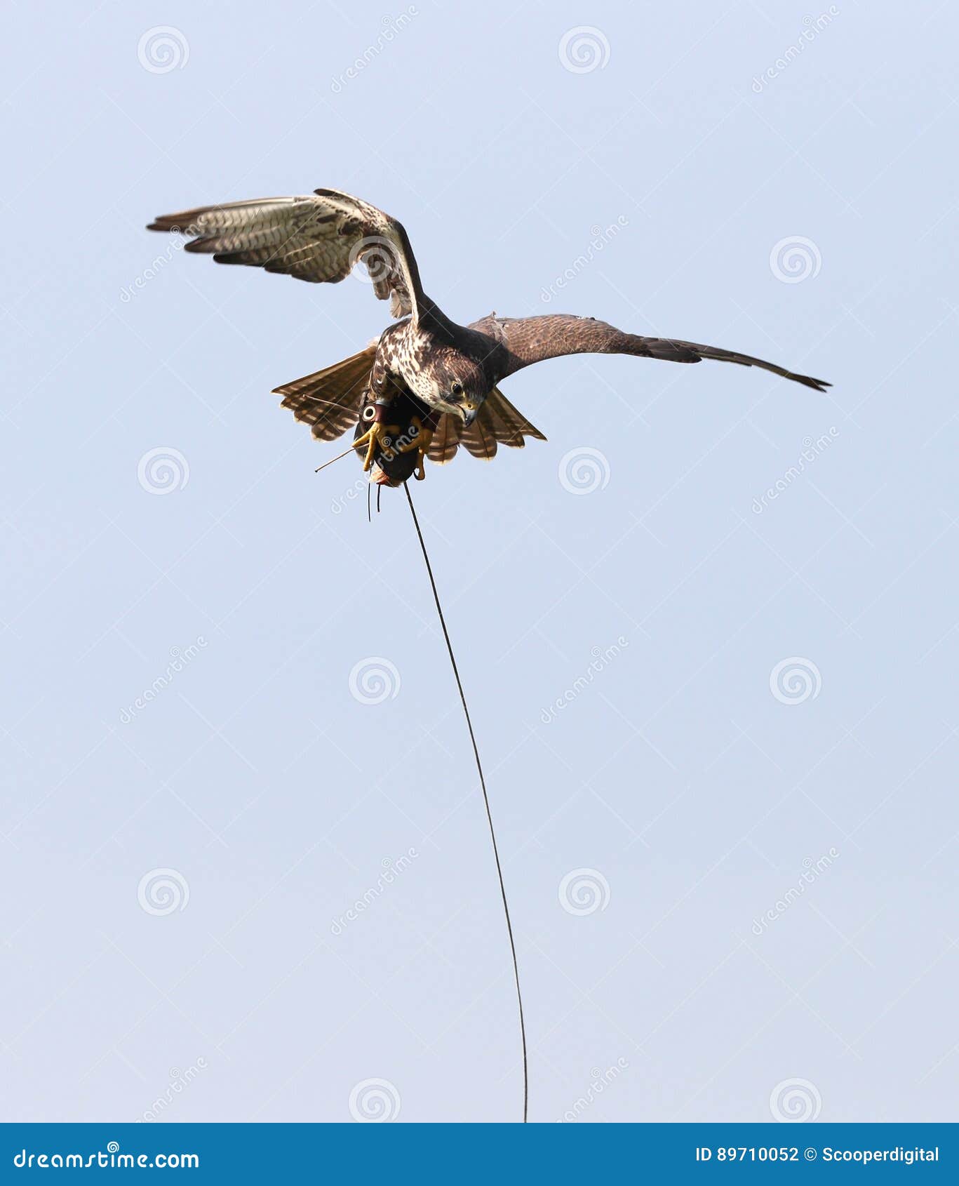 Sparrow Hawk Catching a Lure Stock Photo - Image of animal, wildlife ...