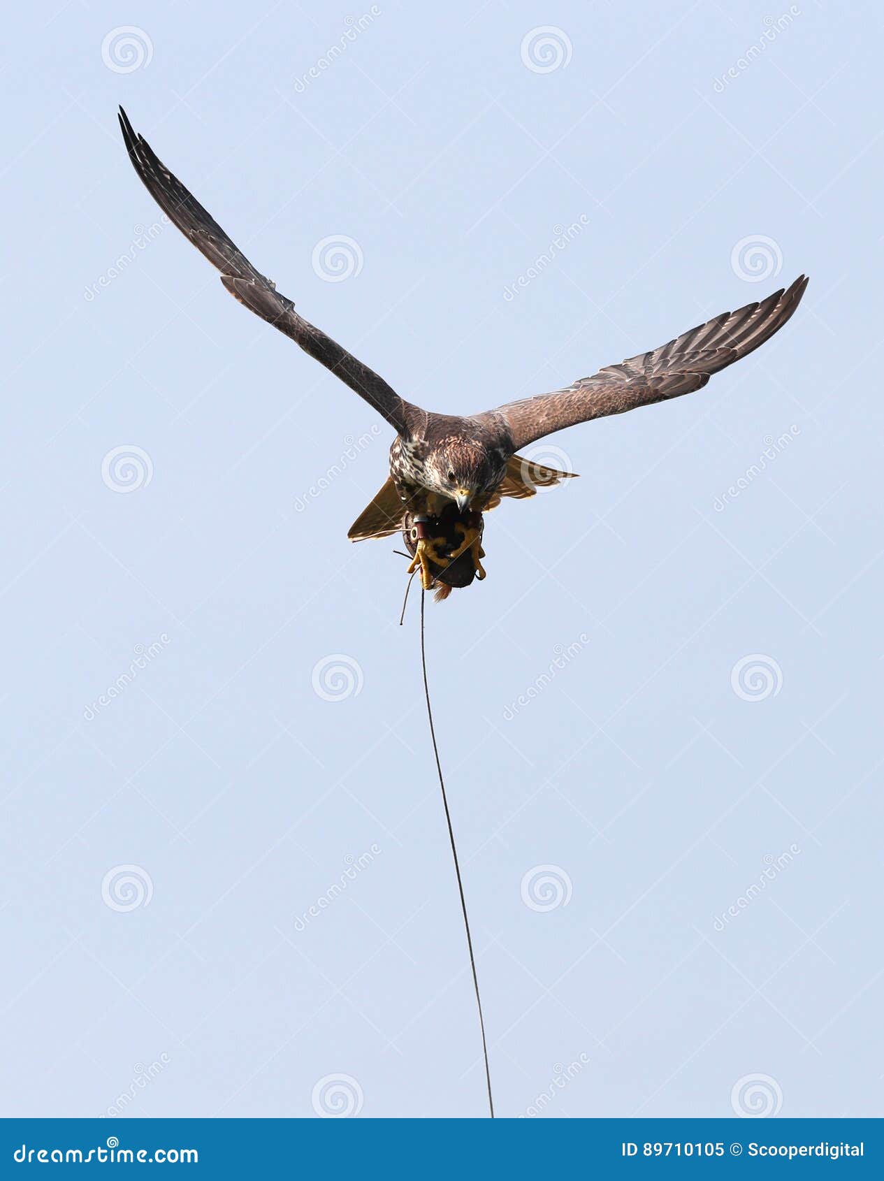 Sparrow Hawk Catching a Lure Stock Image - Image of england, nature ...