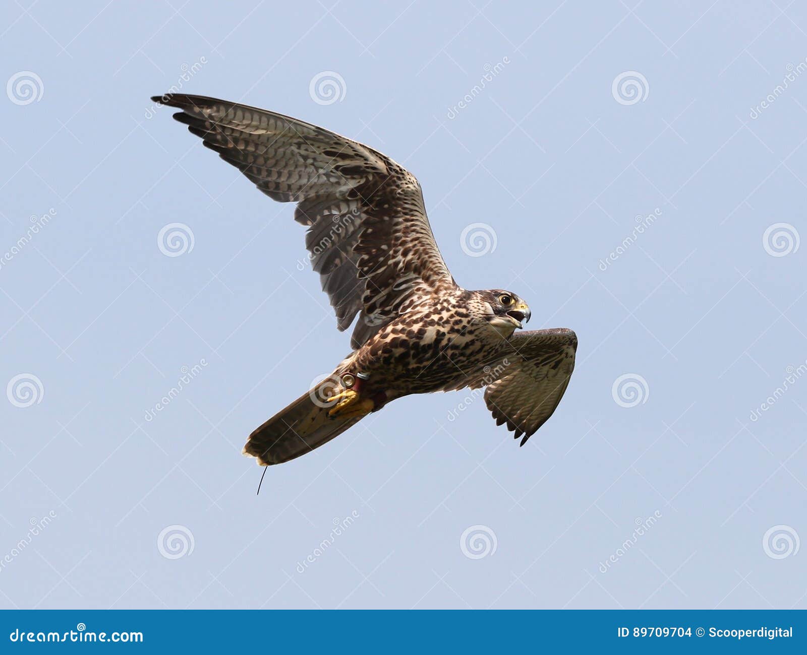 Sparrow Hawk in flight stock photo. Image of wing, feather - 89709704