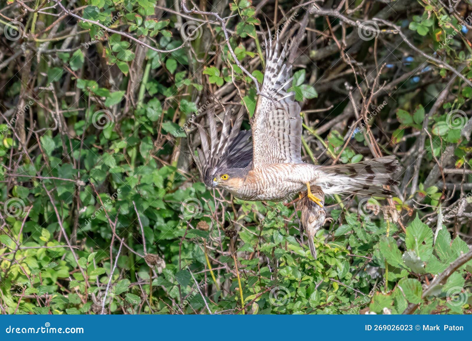 Sparrow Hawk in Flight with Sparrow Stock Image - Image of eurasian ...