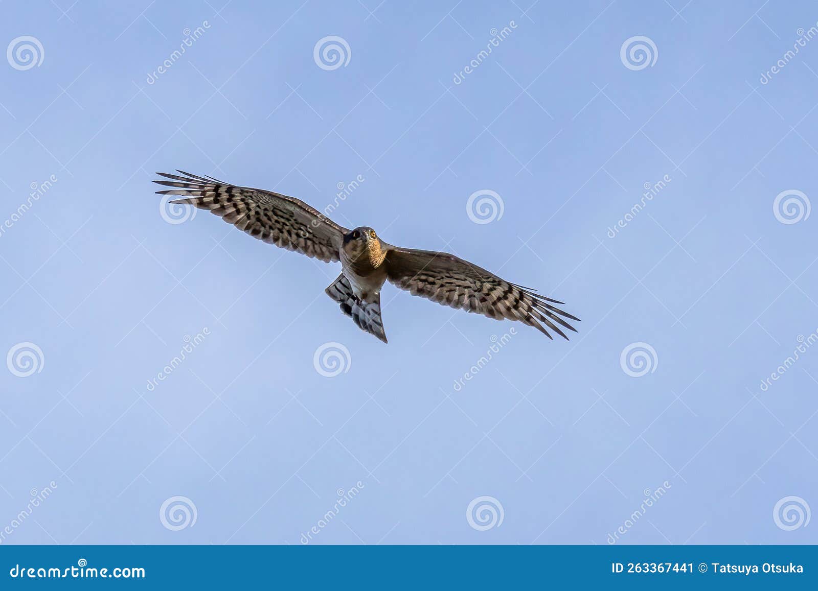 A Sparrow Hawk Flying in the Sky. Stock Image - Image of sparrowhawk ...