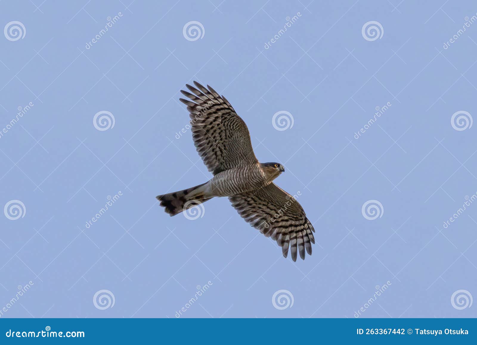 A Sparrow Hawk Flying in the Sky. Stock Photo - Image of nature ...