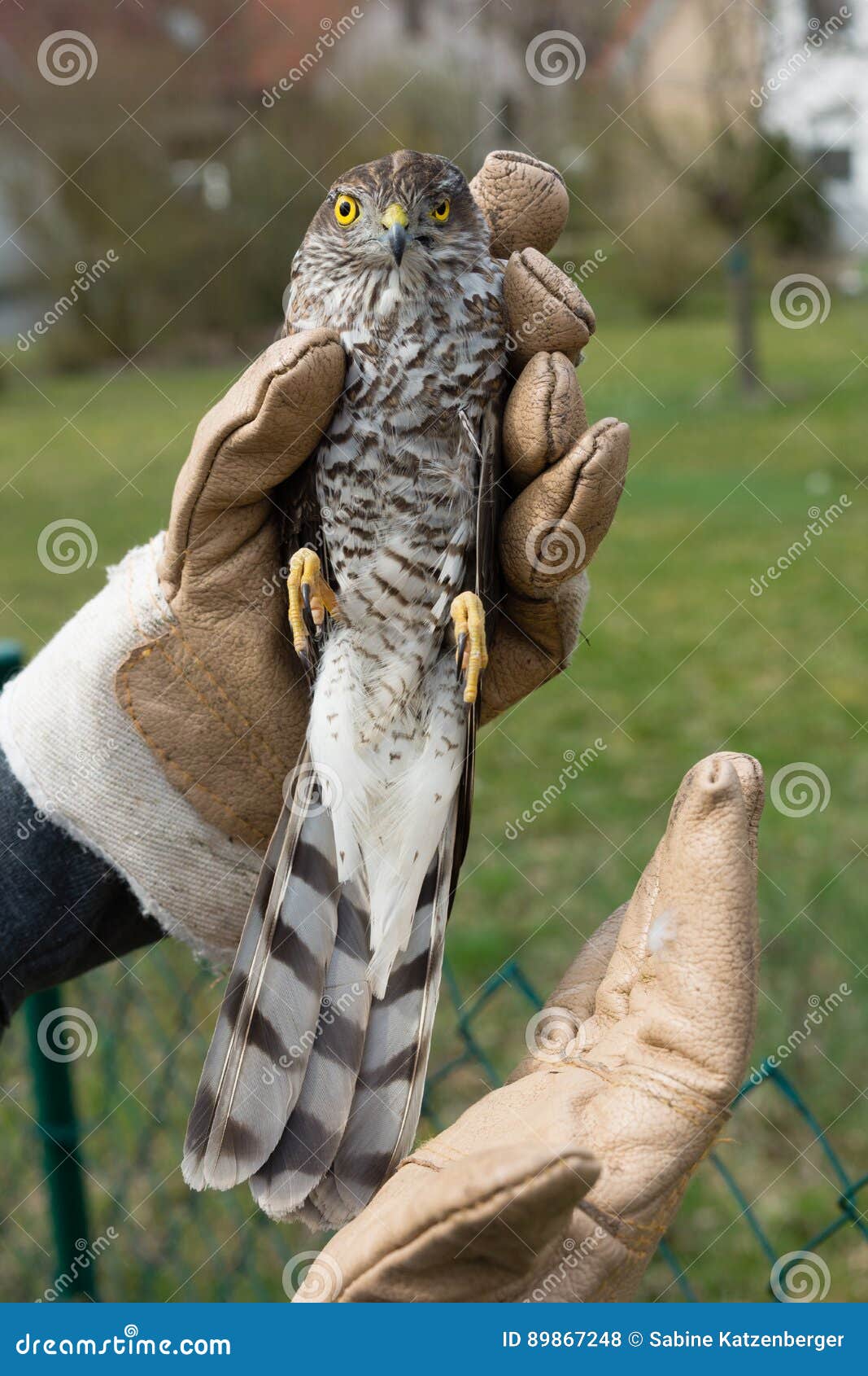 Sparrow Hawl Stock Photos - Free & Royalty-Free Stock Photos from ...