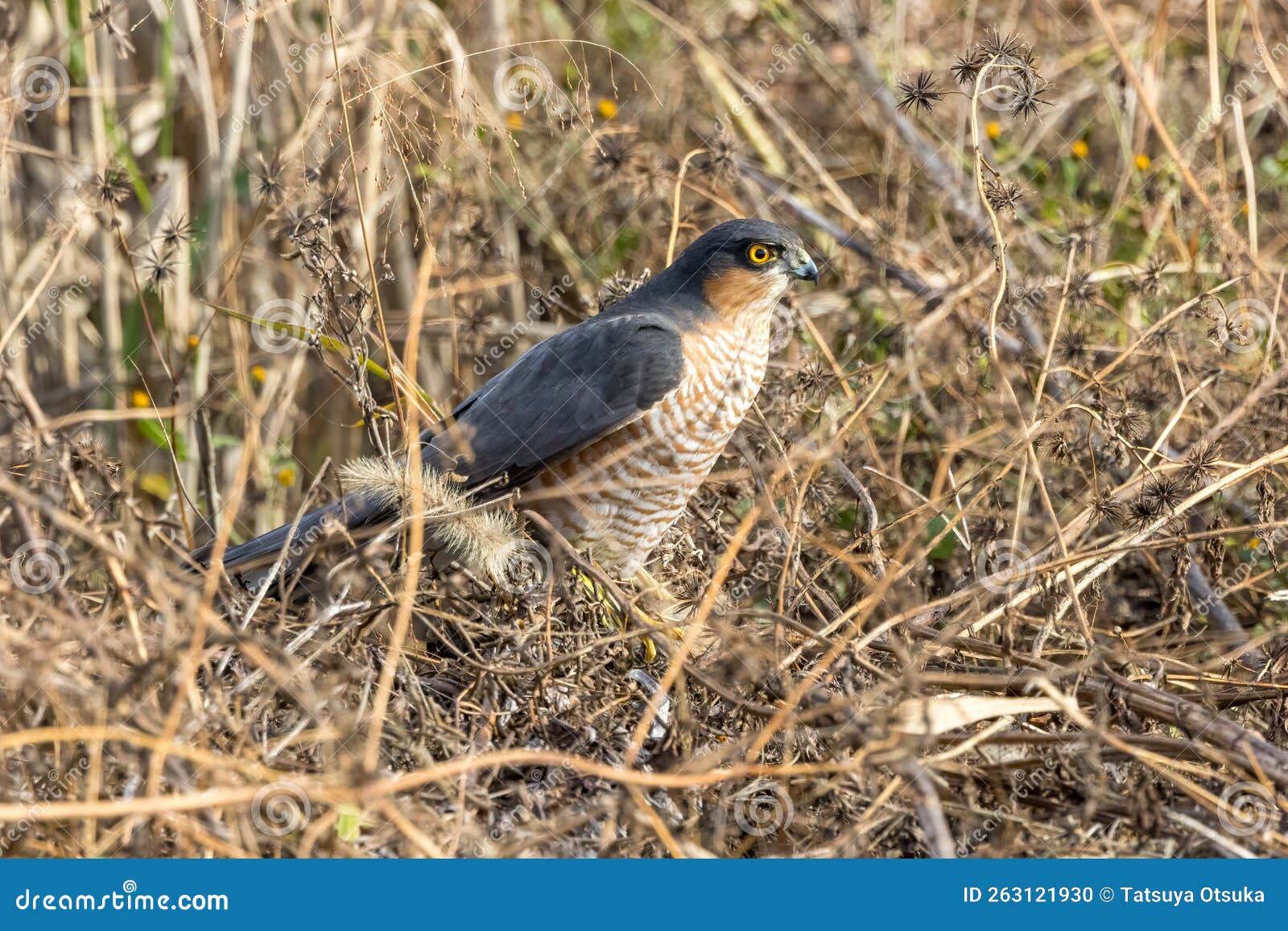 A Sparrow Hawk Lurking in the Bush. Stock Photo - Image of lurk, hawk ...