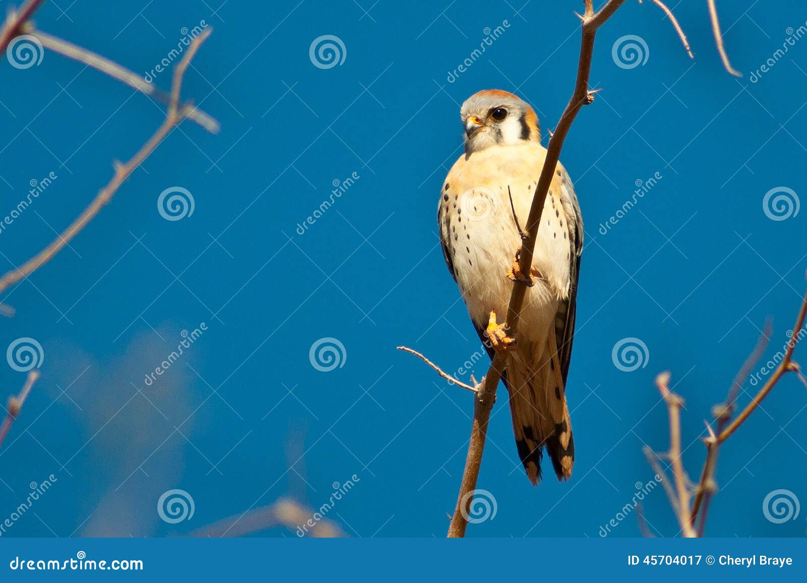Sparrow Hawk stock image. Image of kestrel, sparrow, falconidae - 45704017