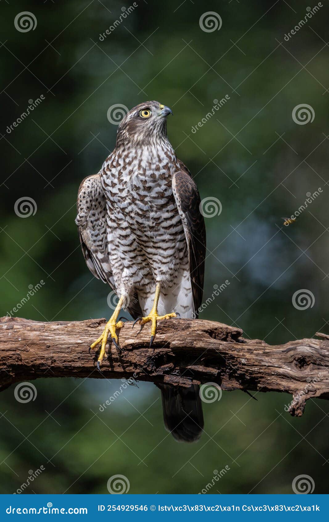 Sparrow-hawk Resting on a Tree Stock Photo - Image of black, cute ...