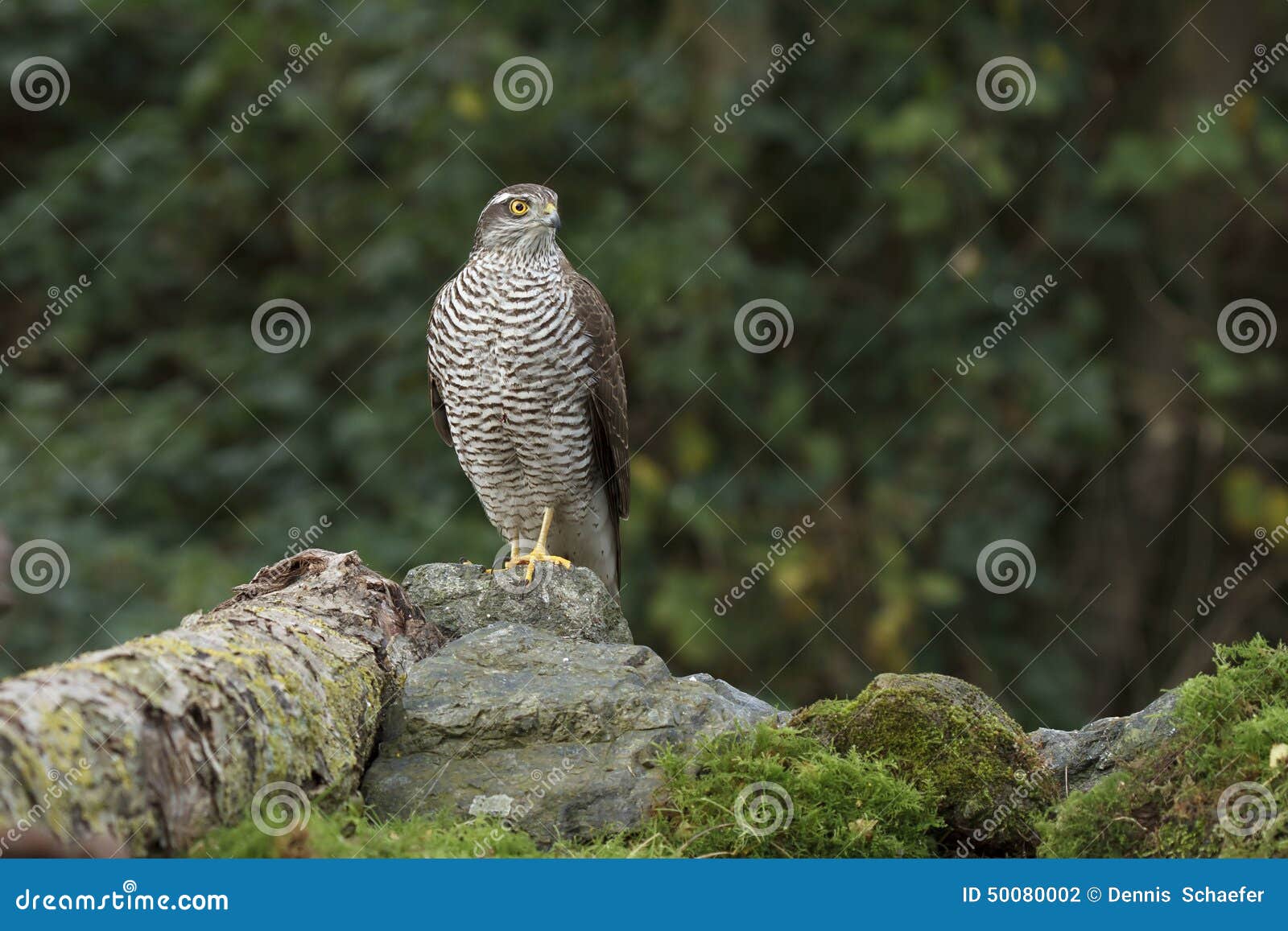 The sparrow-hawk stock photo. Image of birds, hunting - 50080002