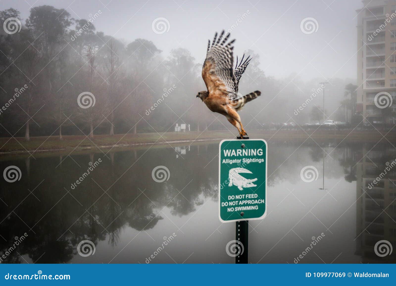 Sparrow Hawk - Take Flight stock image. Image of launches - 109977069