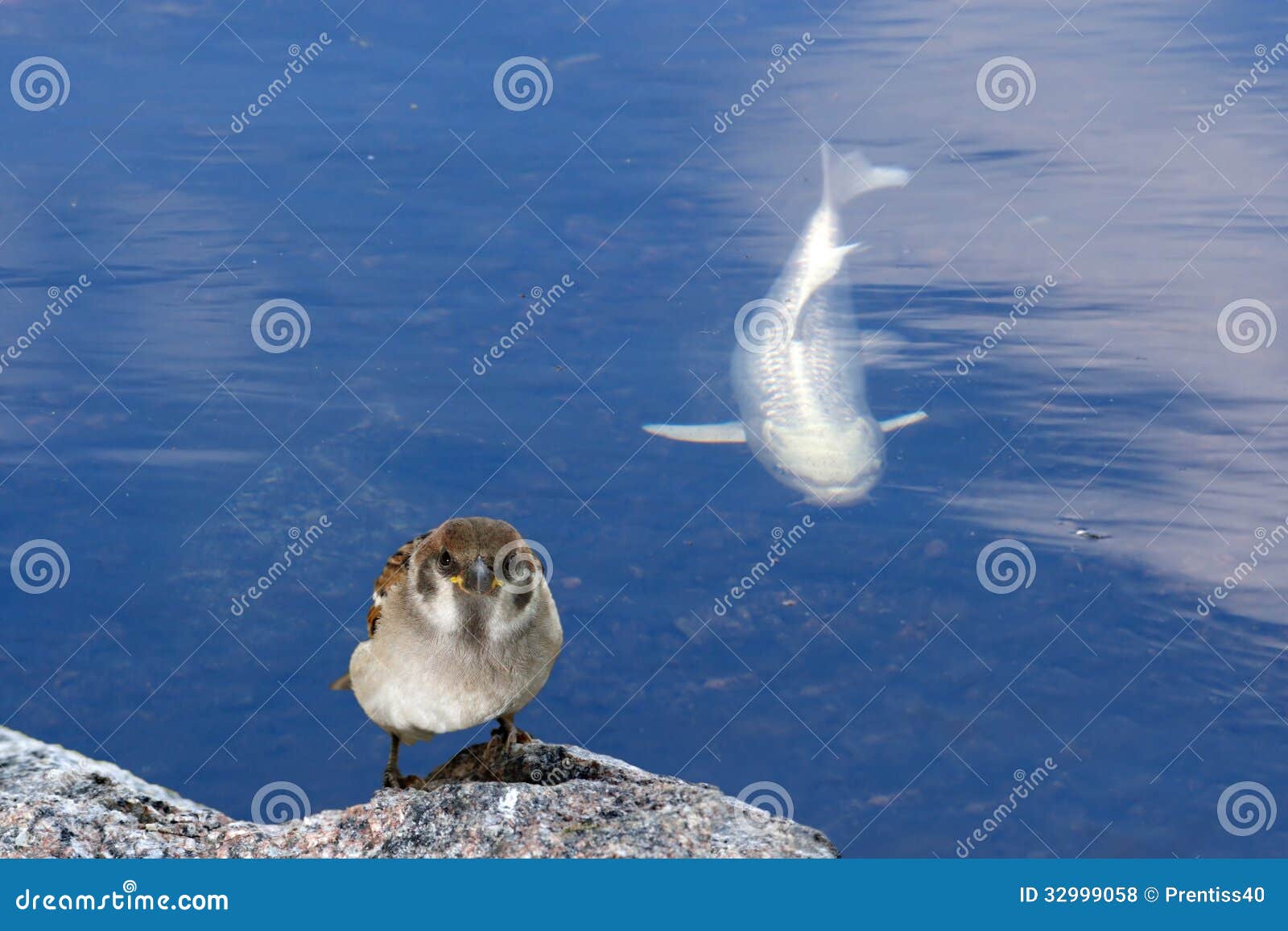 Sparrow and hunting fish stock photo. Image of sparrow - 32999058