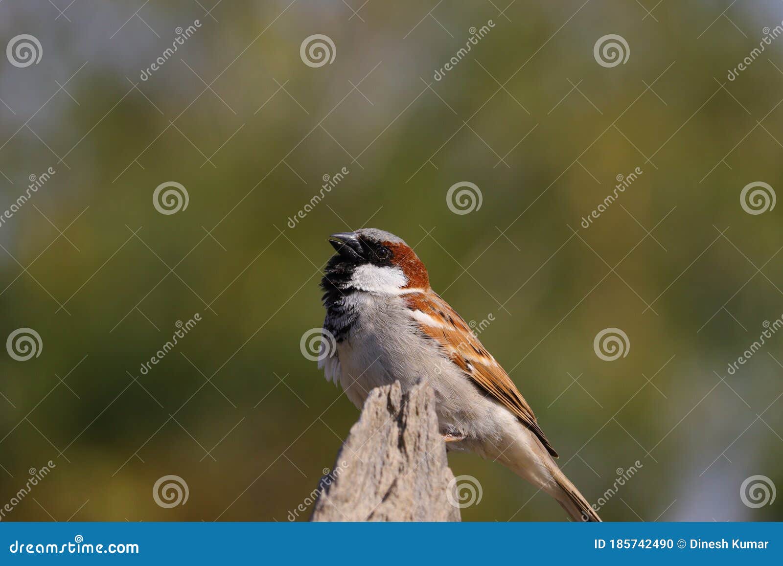 Sparrow image, HD stock photo. Image of wild, wildlife - 185742490