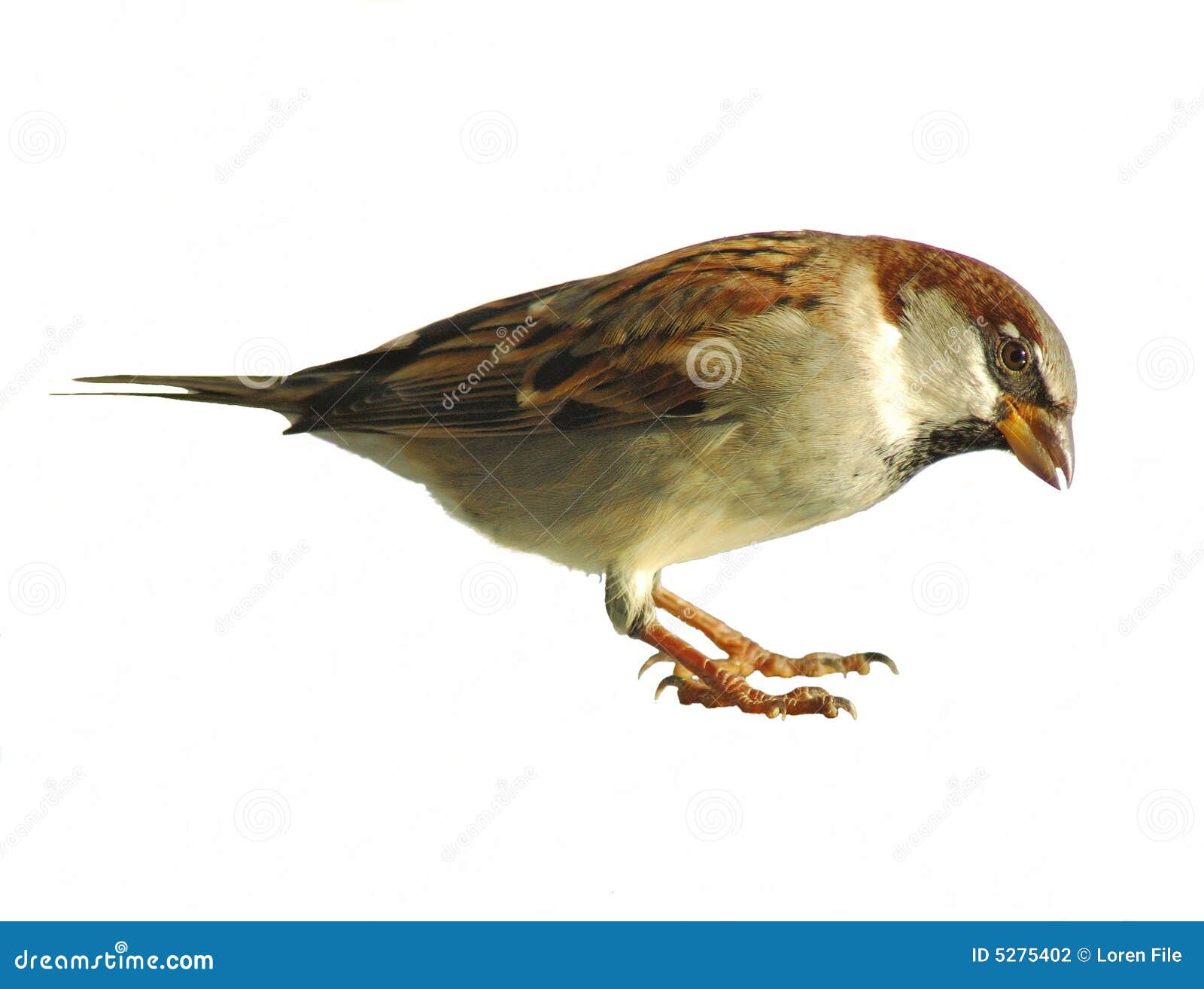 Sparrow Isolated stock photo. Image of sparrow, bird, pose - 5275402