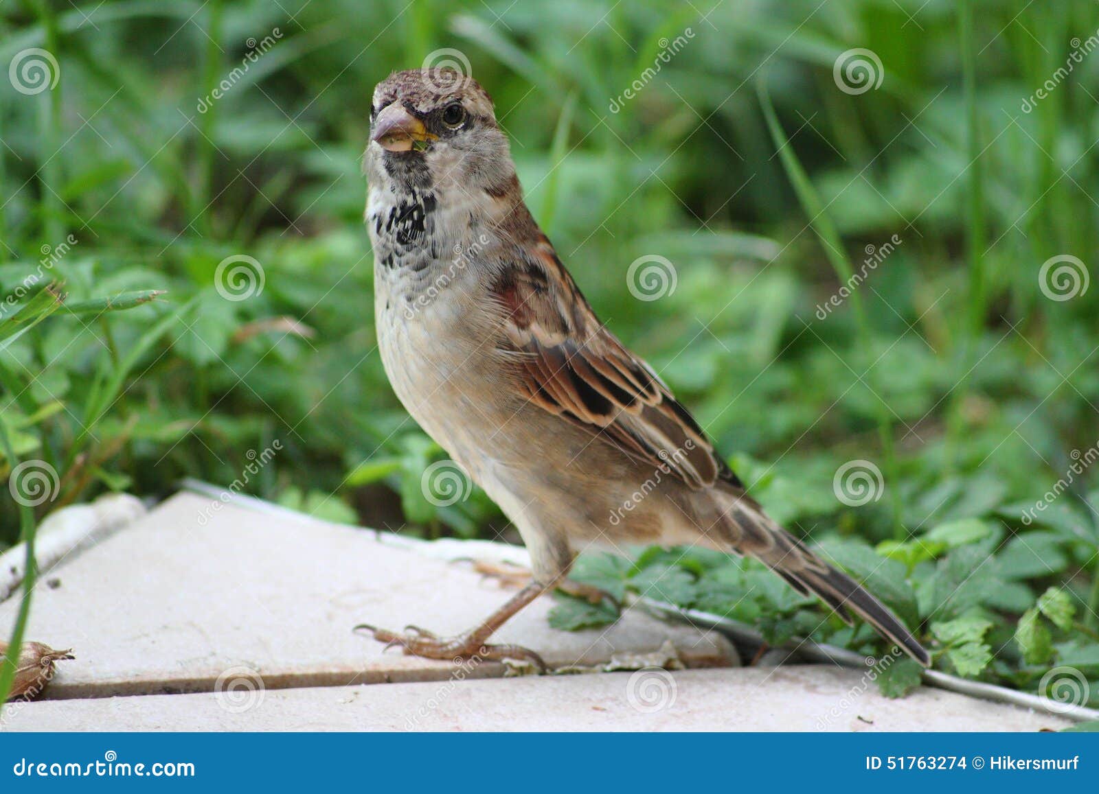 Sparrow stock photo. Image of songbird, plumage, fauna - 51763274