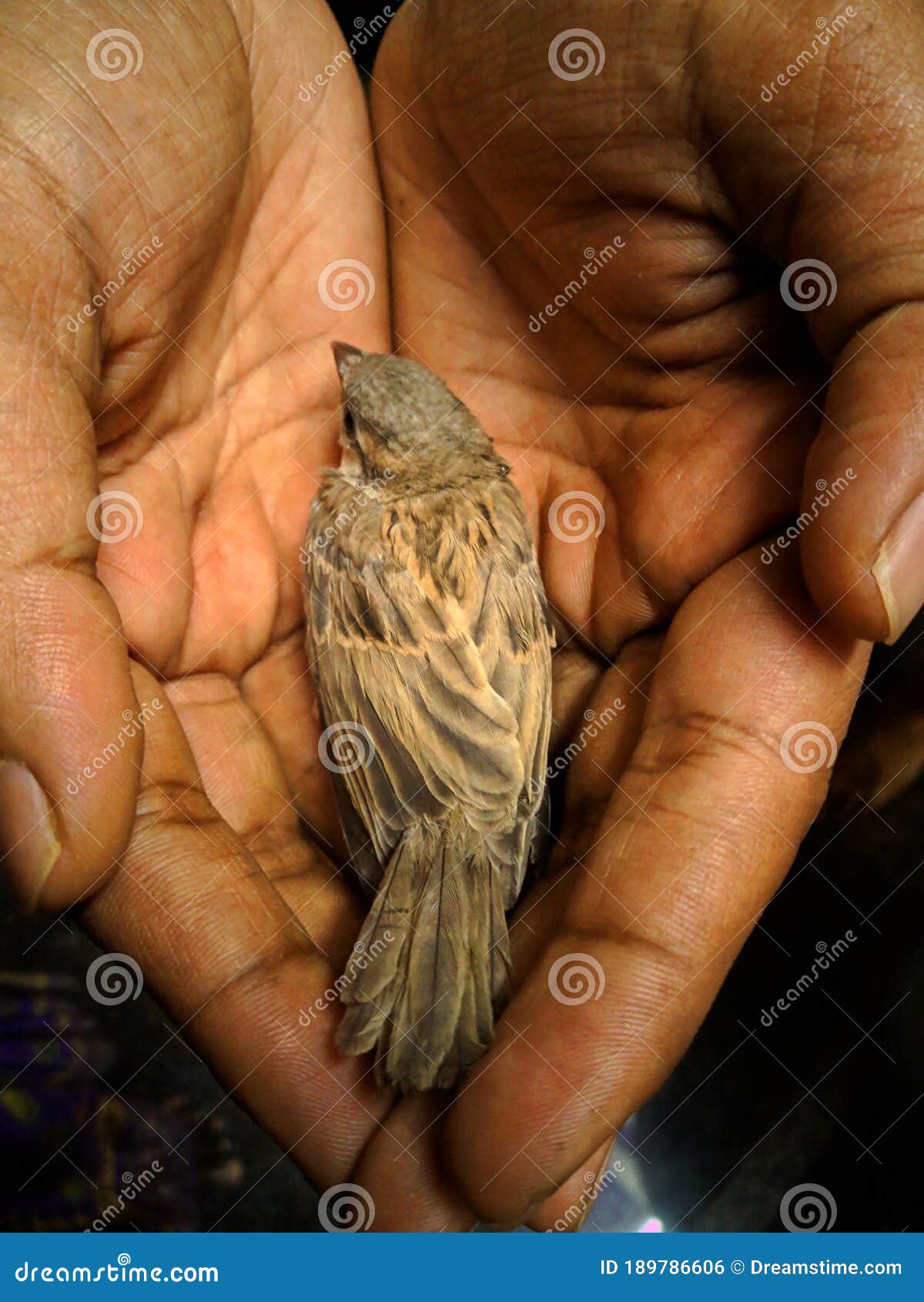 Sparrow Lying in a Hand Ready for a First Flight Stock Photo - Image of ...
