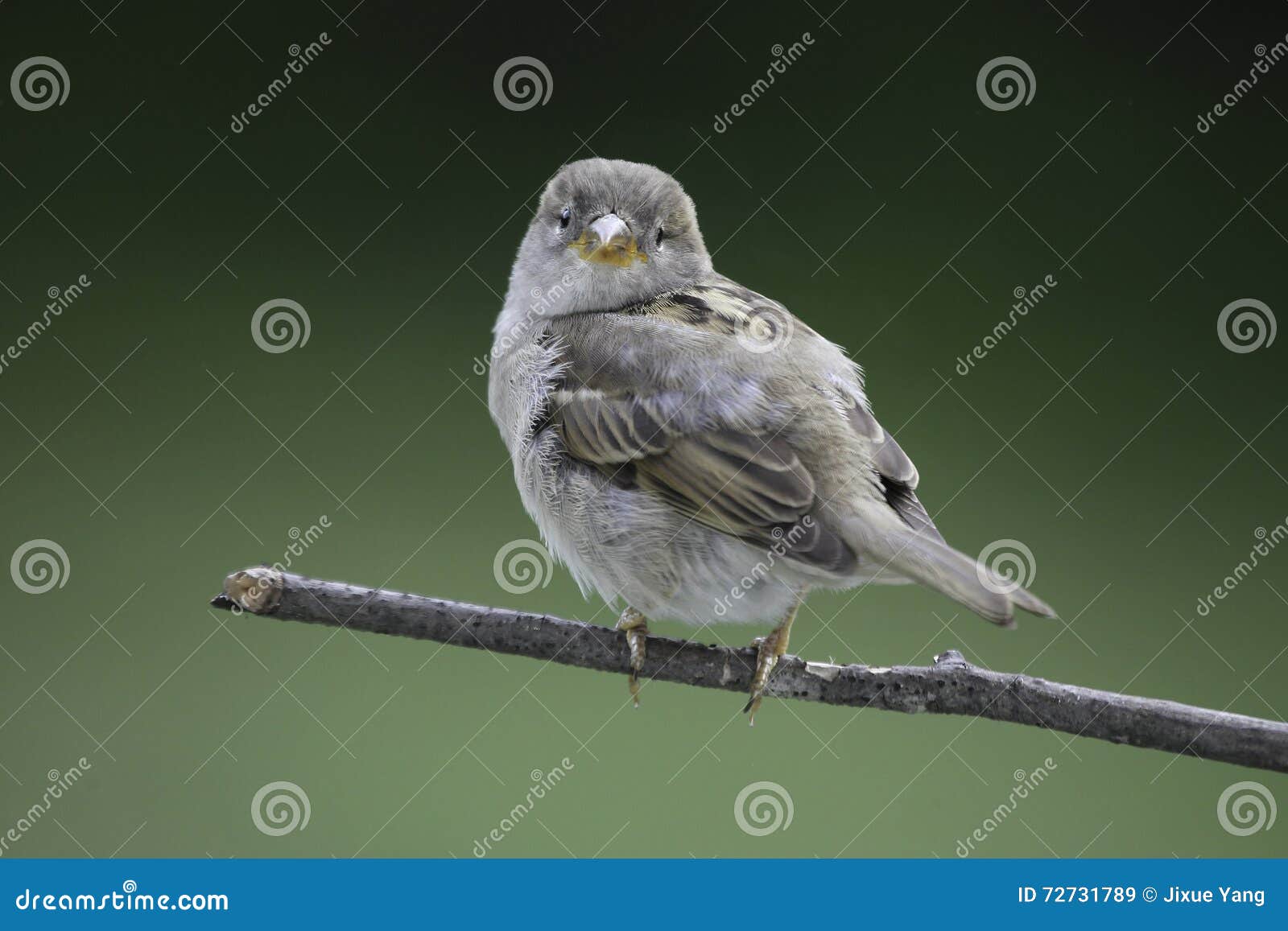 Sparrow stock image. Image of nature, wildlife, house - 72731789