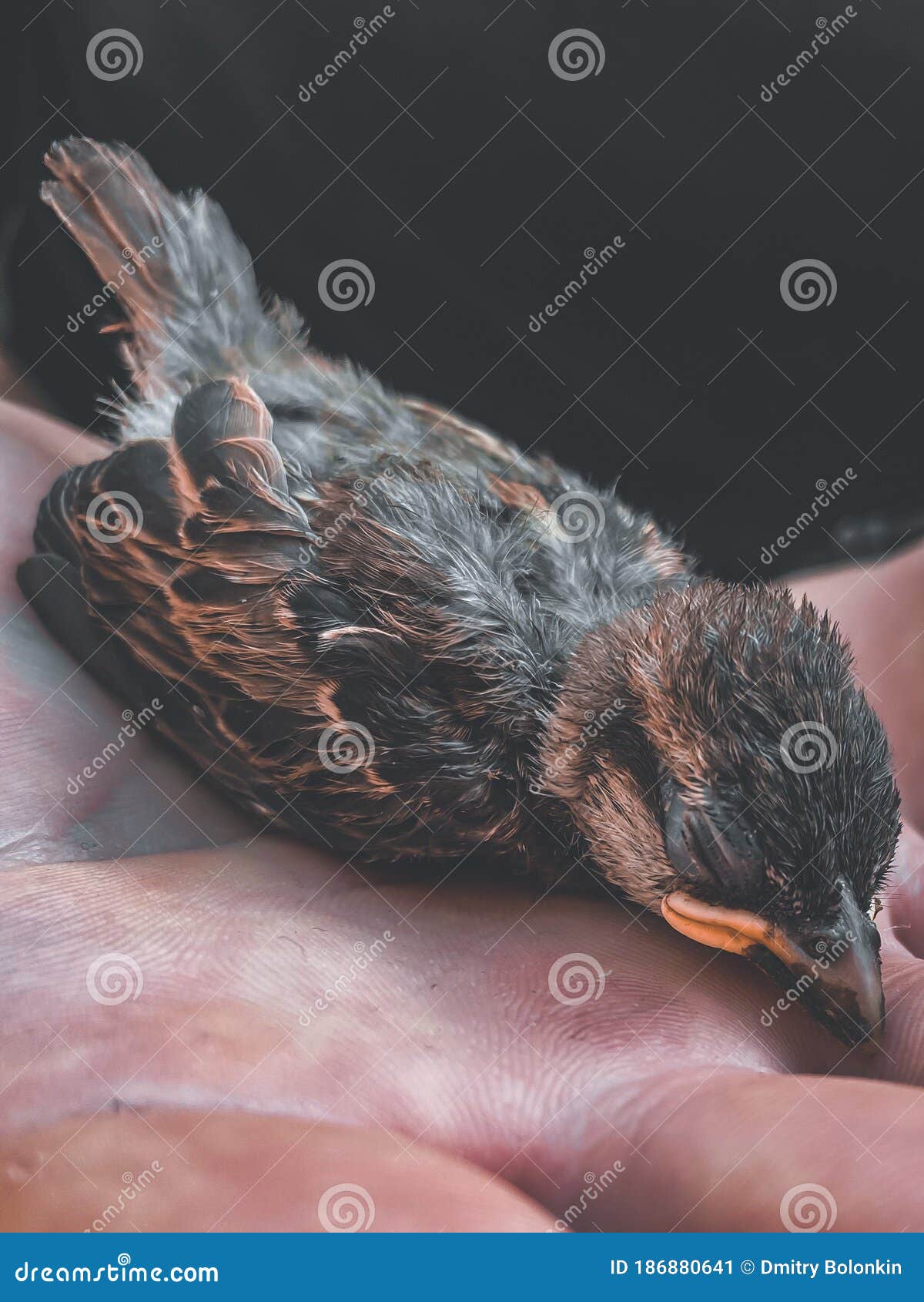 Sparrow stock image. Image of birds, sleep, bird, chick - 186880641