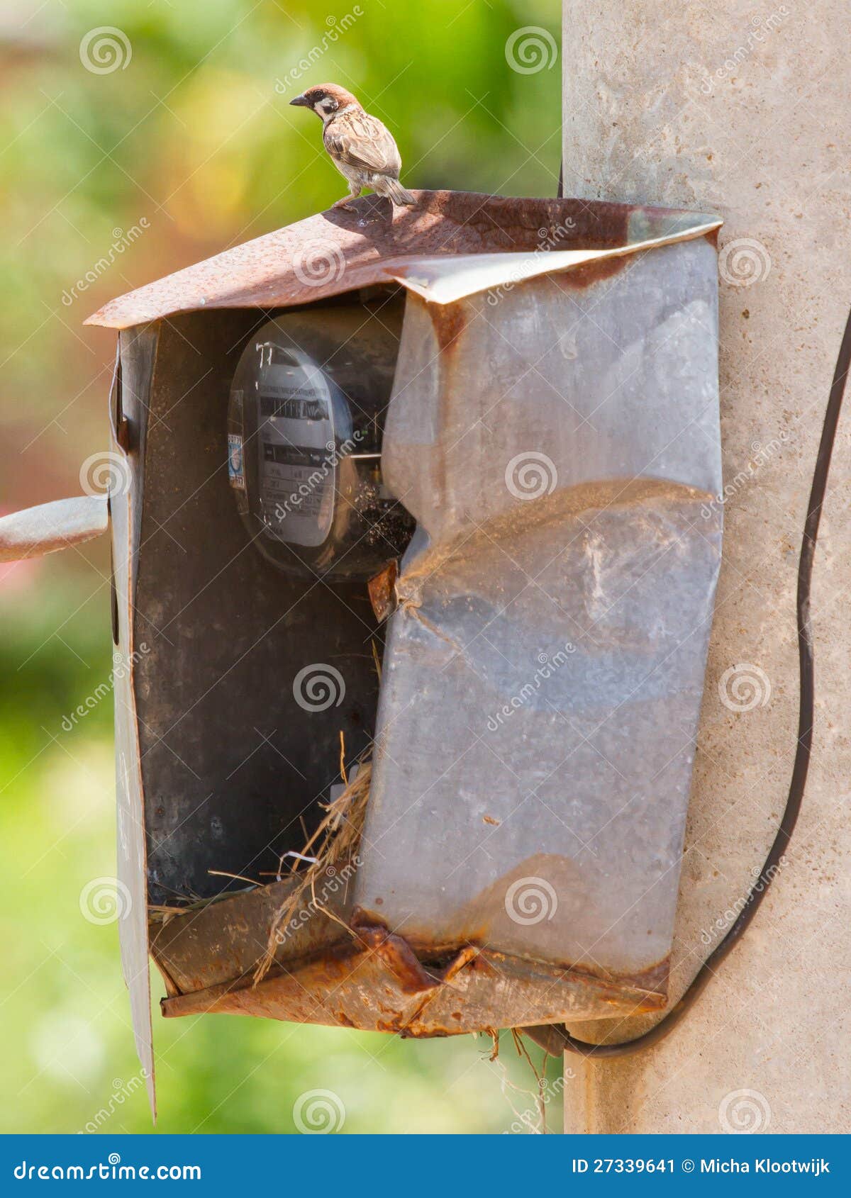 Sparrow and Nest in a Cabinet with Electrical Meter Stock Image - Image ...