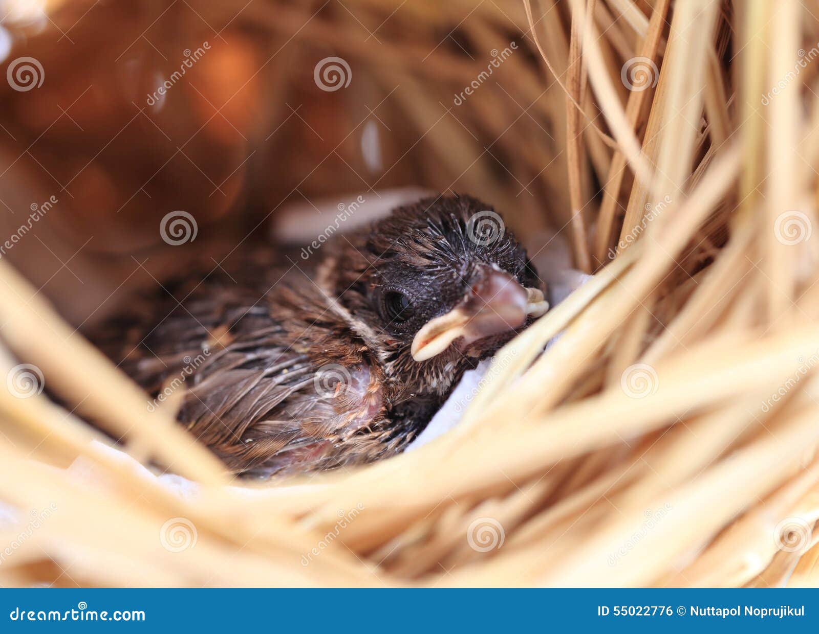 Sparrow in the nest stock photo. Image of adult, beaks - 55022776
