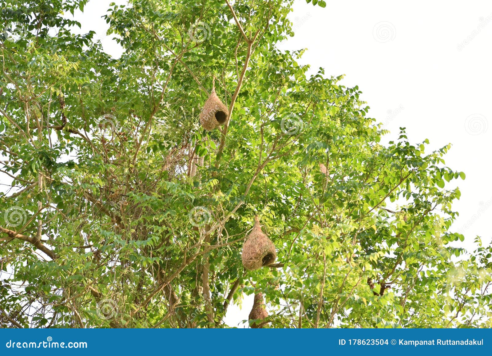 Sparrow Nest on a Natural Tree Stock Photo - Image of plant, blossom: 178623504