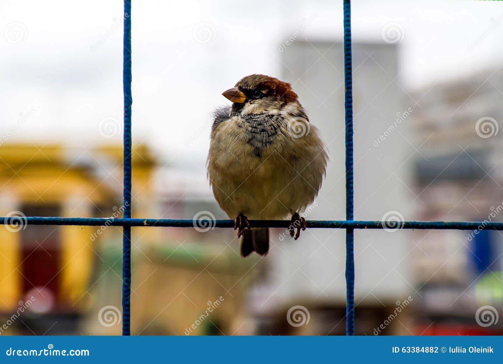 Sparrow stock photo. Image of little, outdoors, animal - 63384882