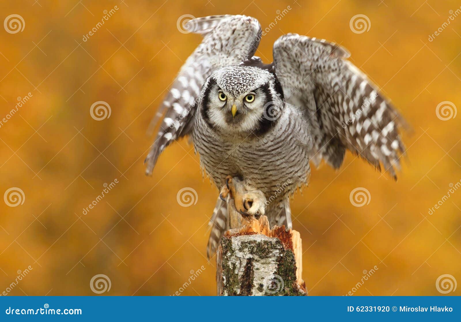 Sparrow owl exercising stock photo. Image of surnia, fall - 62331920