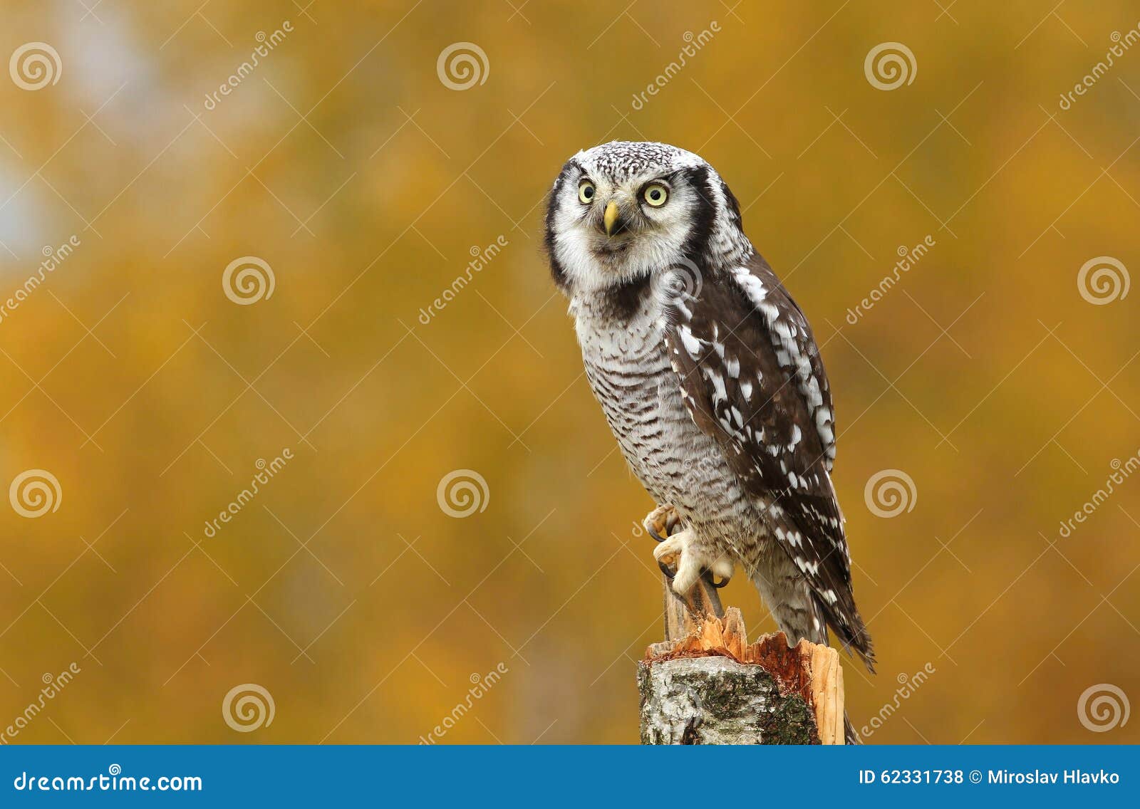 Sparrow owl on post stock photo. Image of nature, surnia - 62331738