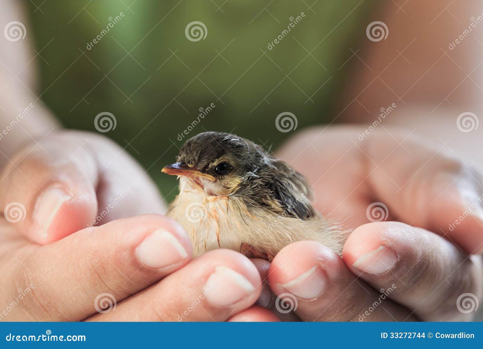 Sparrow on the Palm of Human Hands Stock Photo - Image of little, bird ...