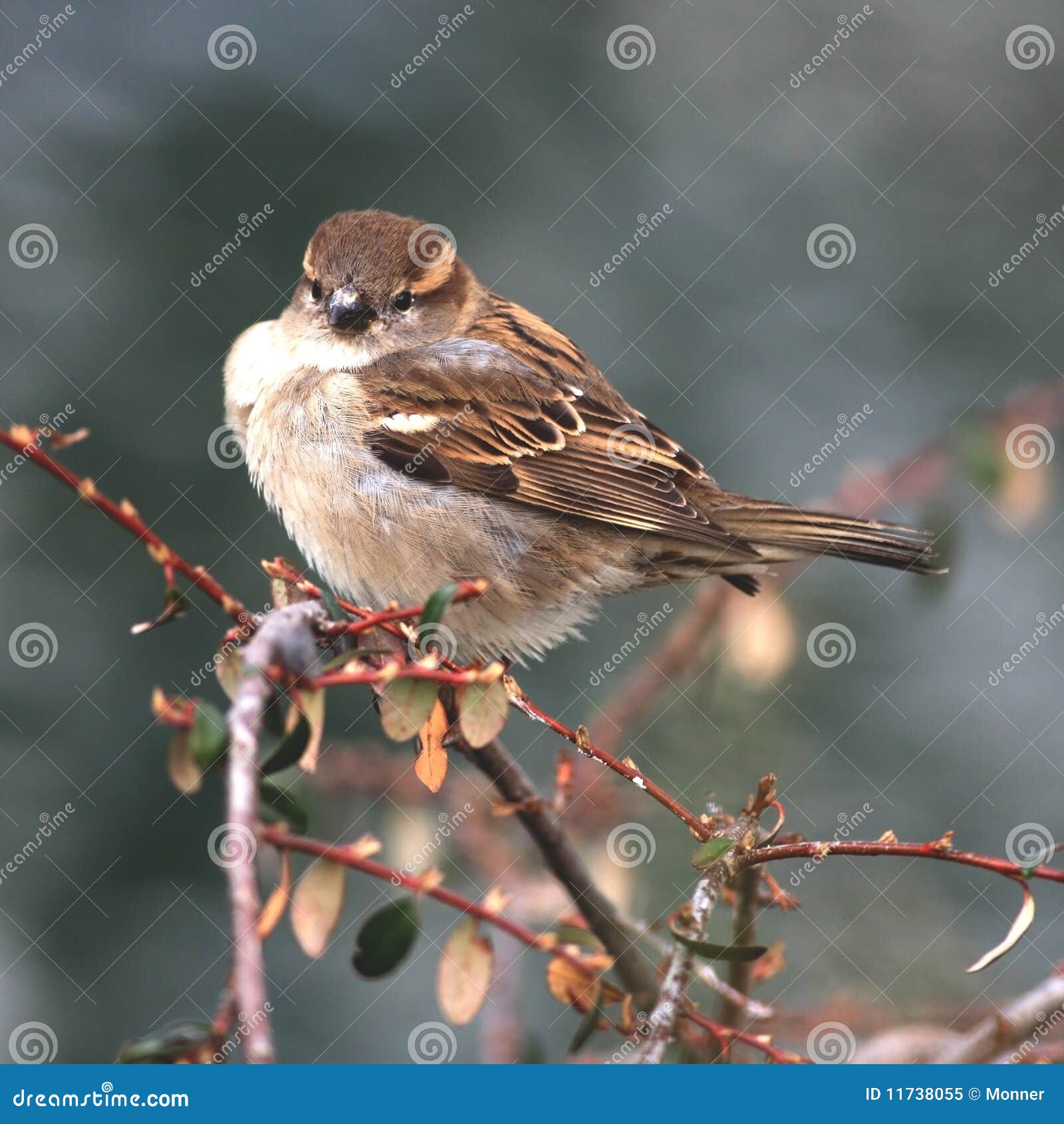 Sparrow (passer Domesticus) Stock Image - Image of outdoor, bird: 11738055