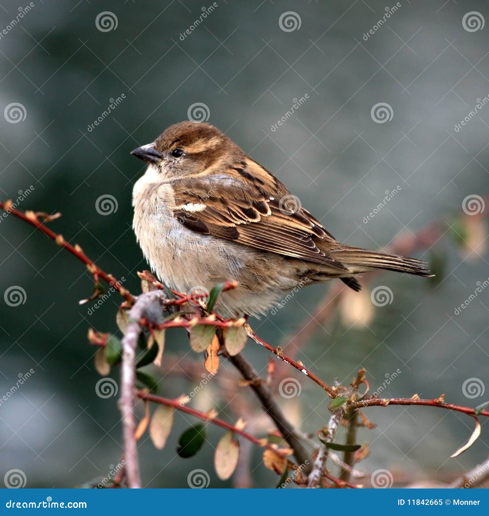 Sparrow (passer Domesticus) Stock Image - Image of summer, green: 11842665
