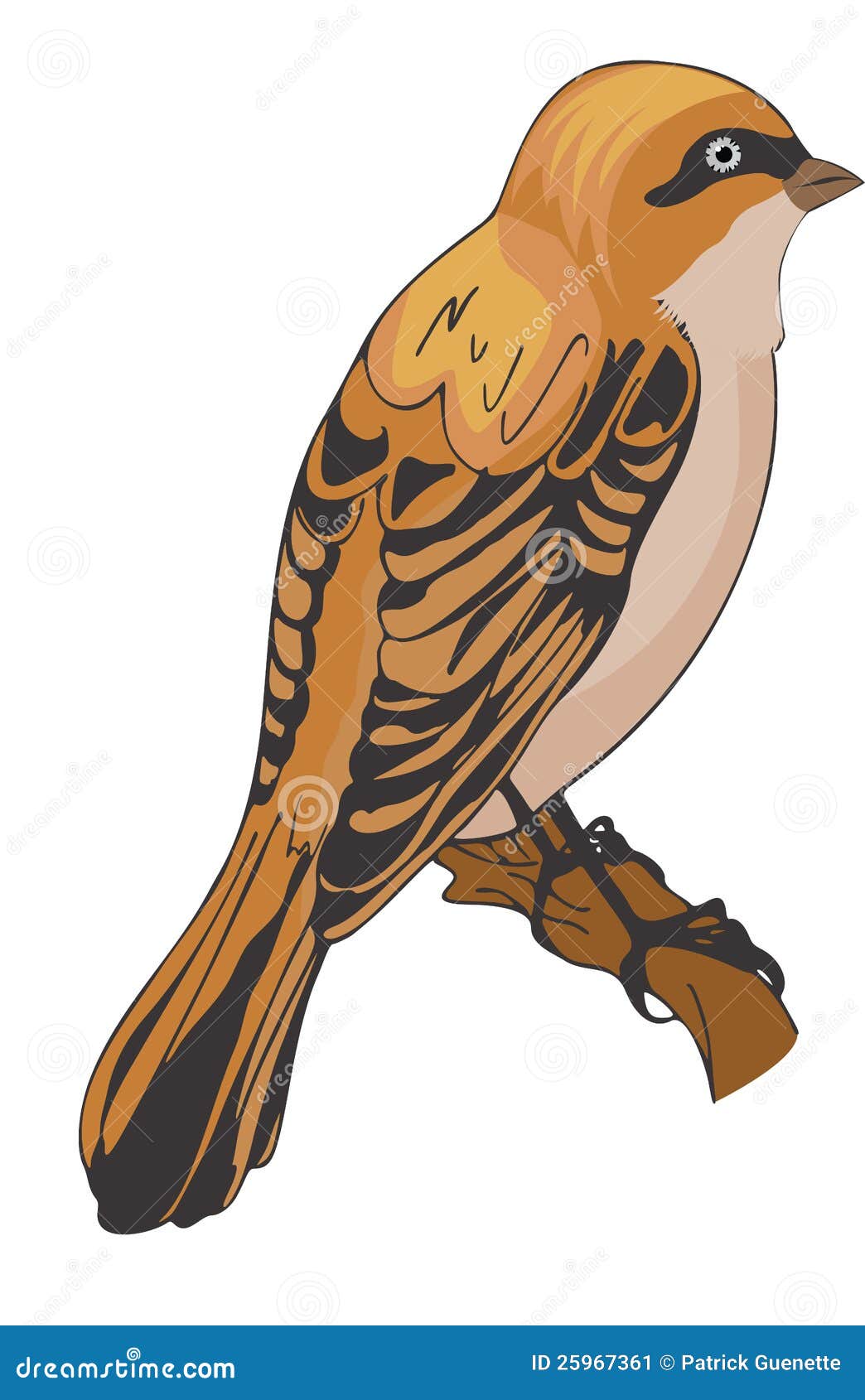 Passeridae Cartoons, Illustrations & Vector Stock Images - 154 Pictures ...